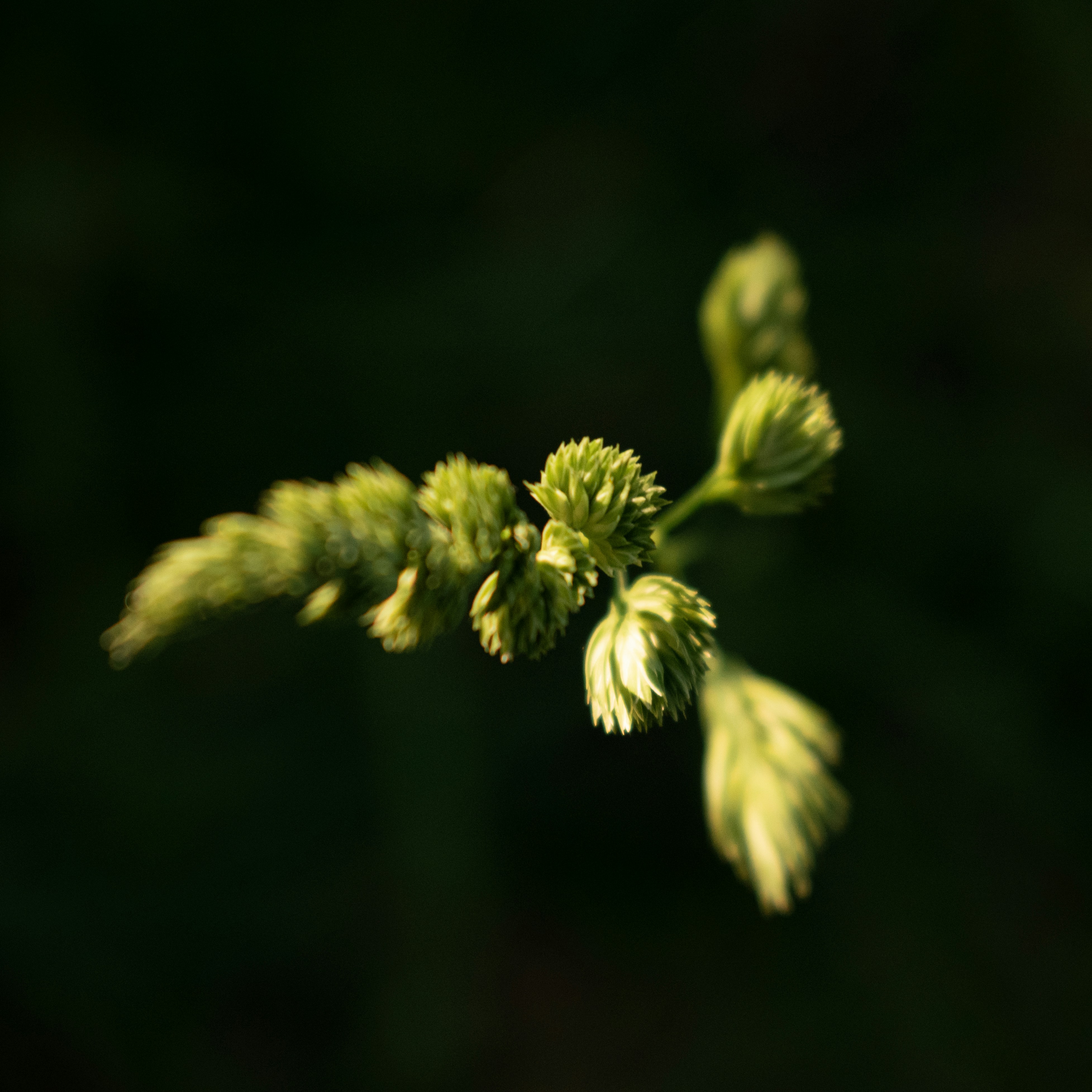 Delicate green plant stem with budding leaves illuminated by soft sunlight.