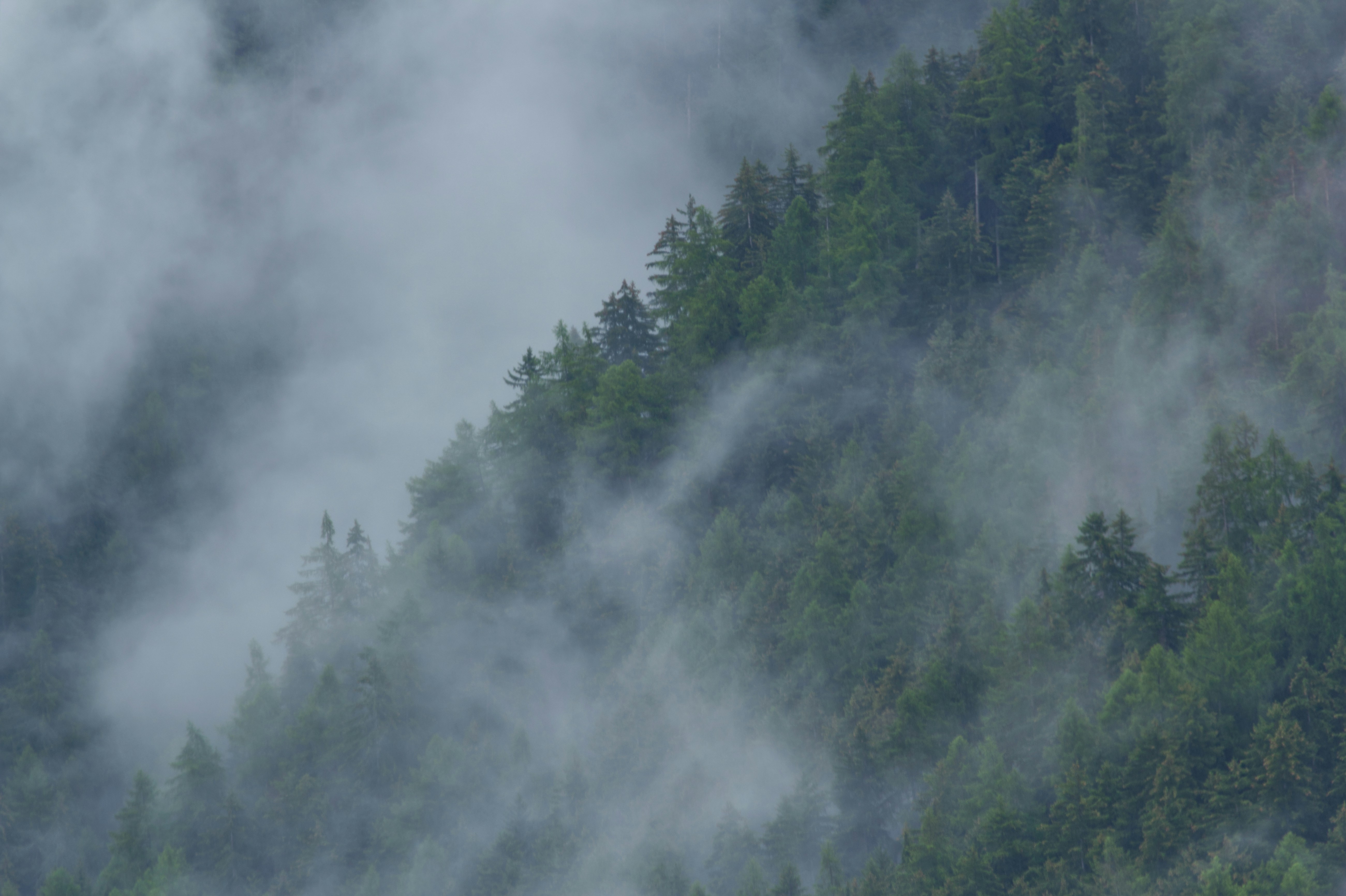 Dense forest shrouded in ethereal fog, creating a mysterious atmosphere in a mountainous landscape.