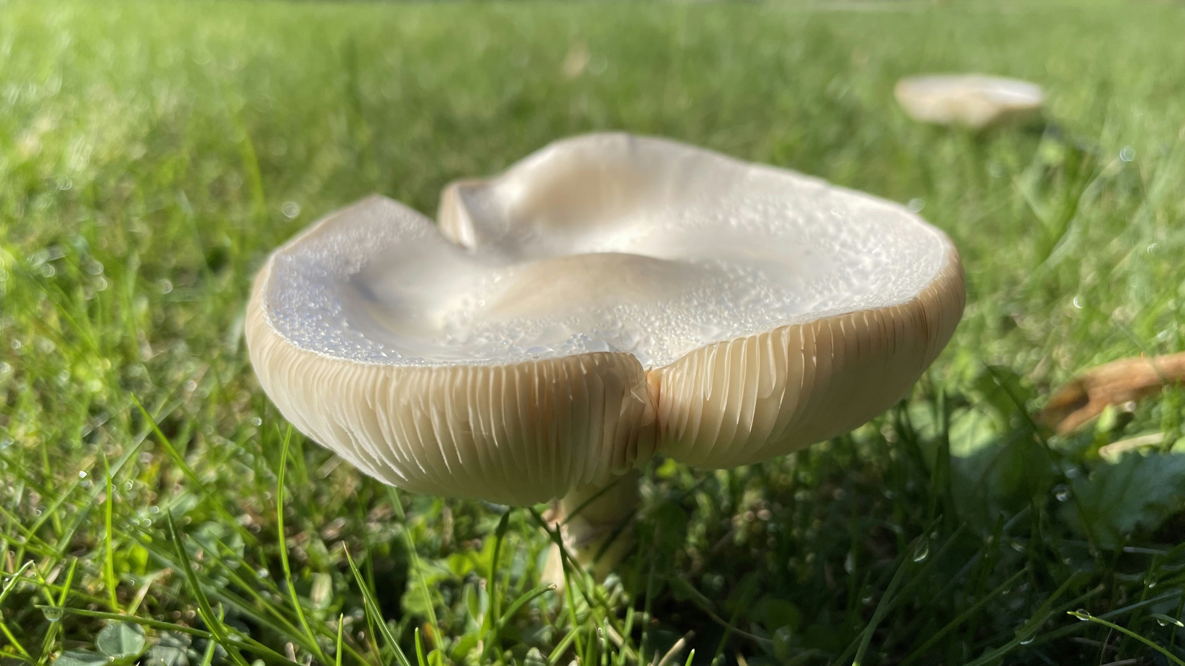 Définition de champignon hallucinogène | Dictionnaire français