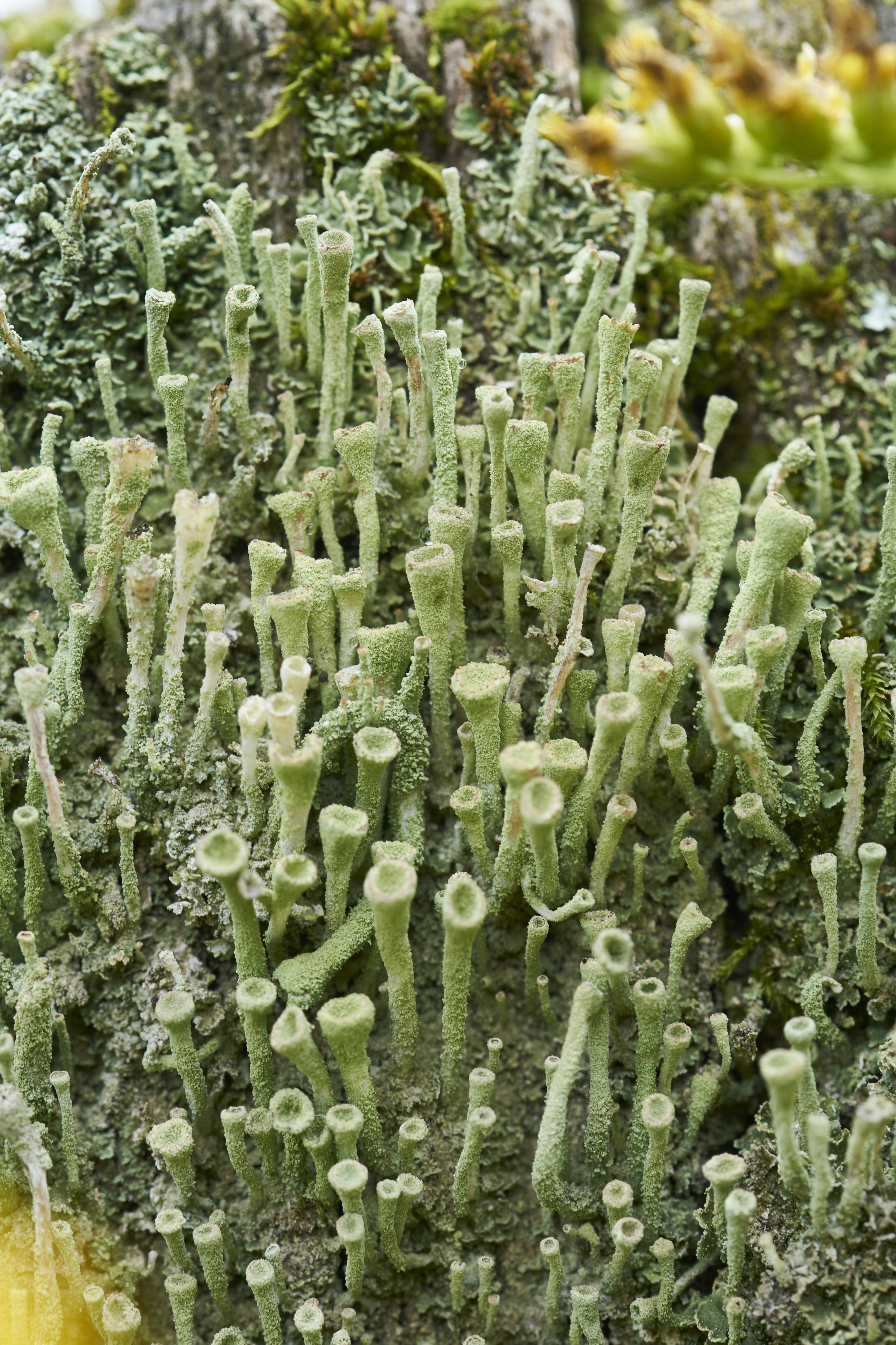 Frost-Dusted Lichen Spires on Weathered Bark