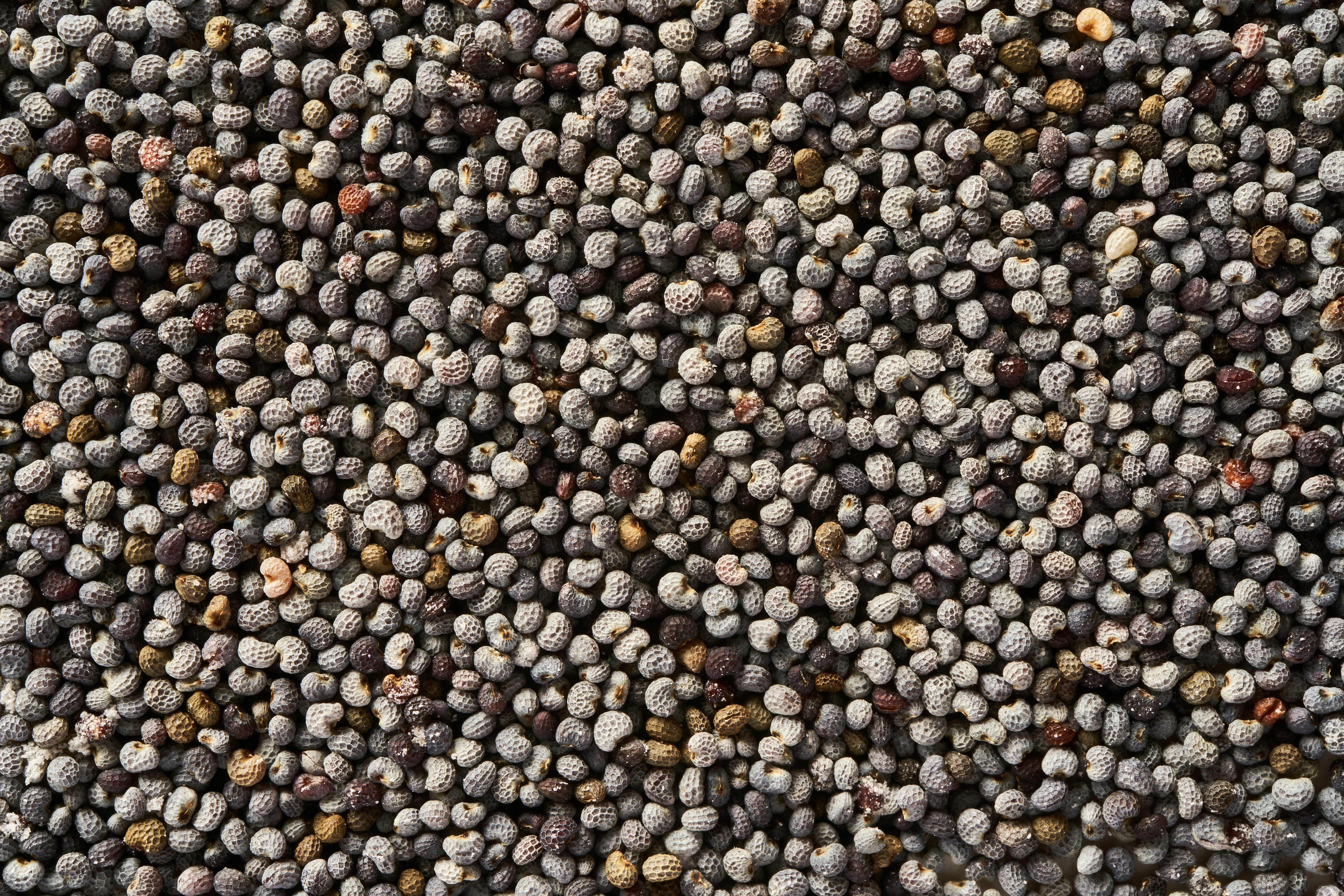 A bunch of small gray and brown objects photo – Free Food Image on Unsplash