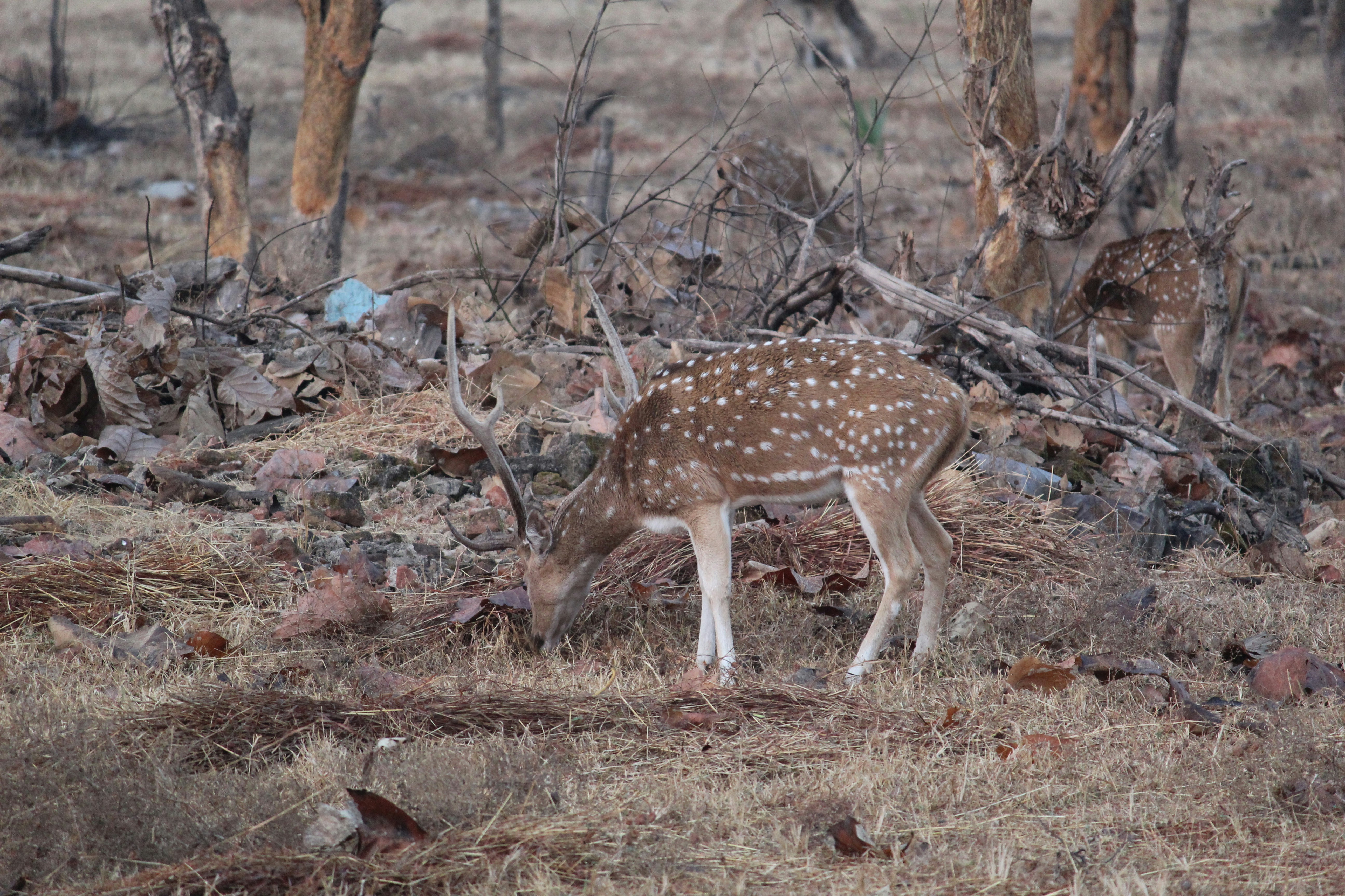 Spotted Fawn foraging in a leaf-strewn woodland