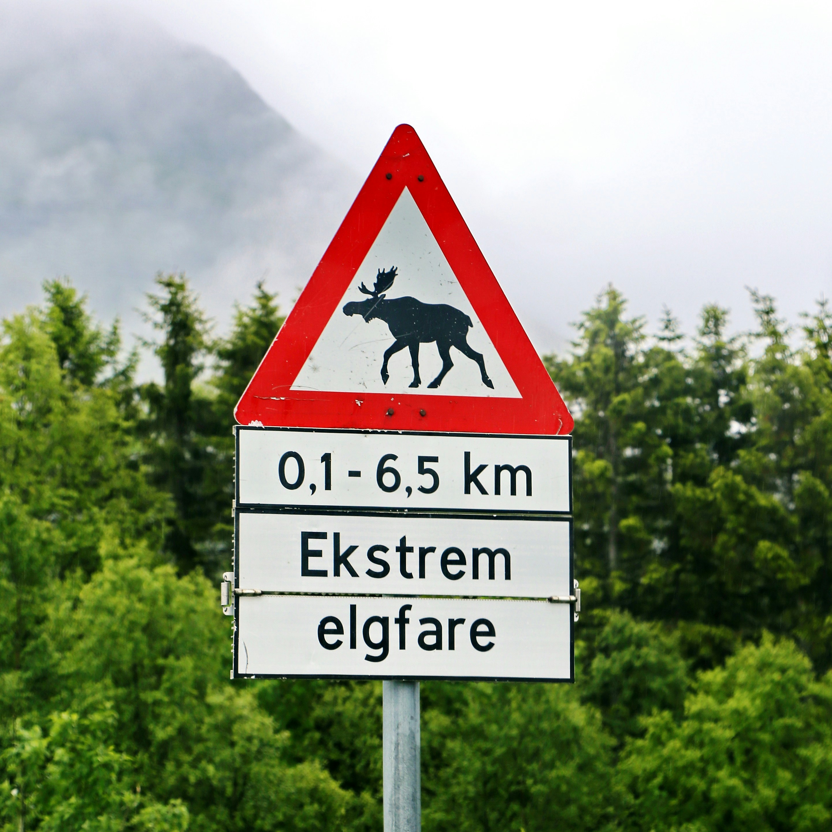 Caution Ahead: The Majesty of Moose Crossing