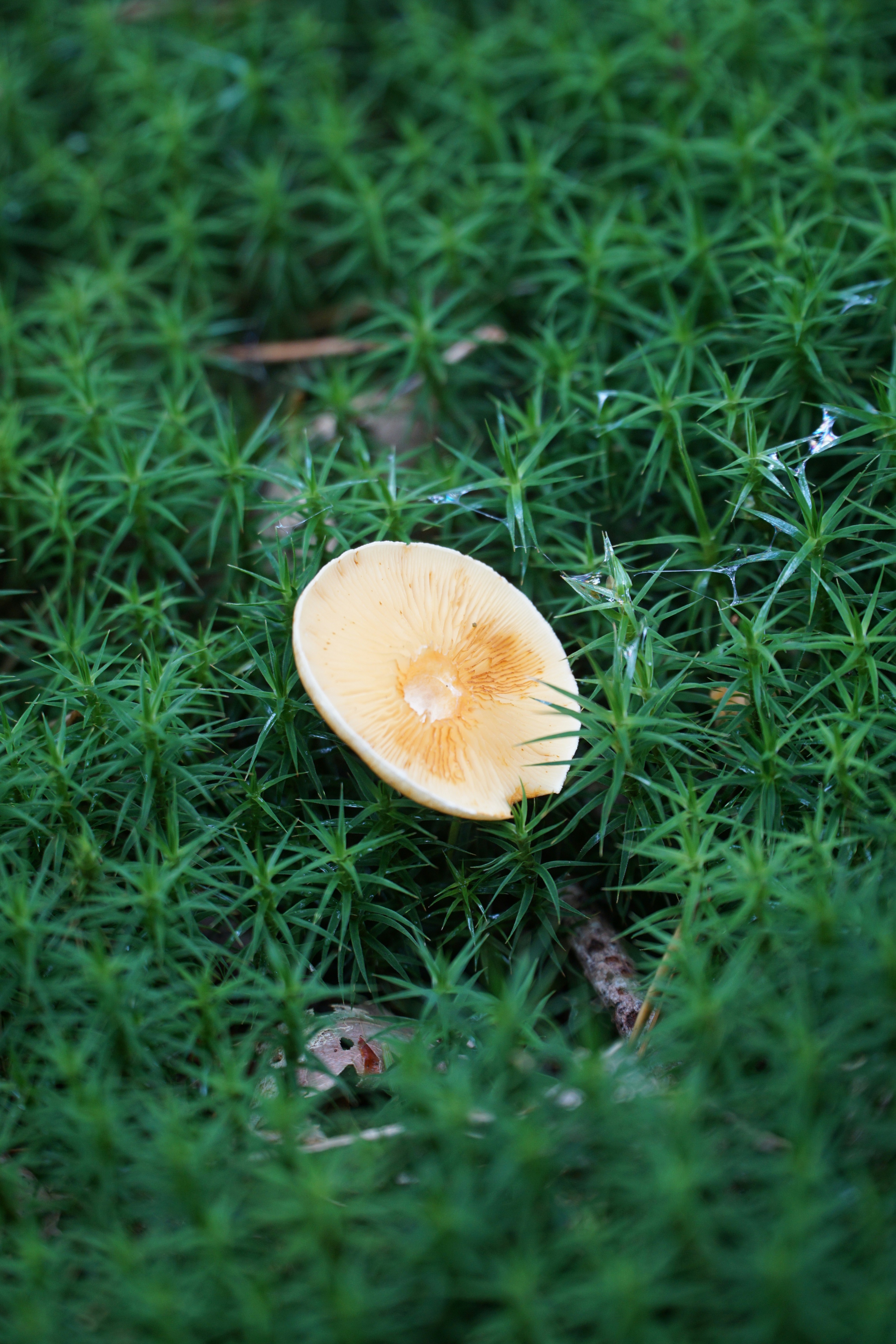 A vibrant yellow mushroom sits nestled in a lush bed of green moss, showcasing nature's intricate details.