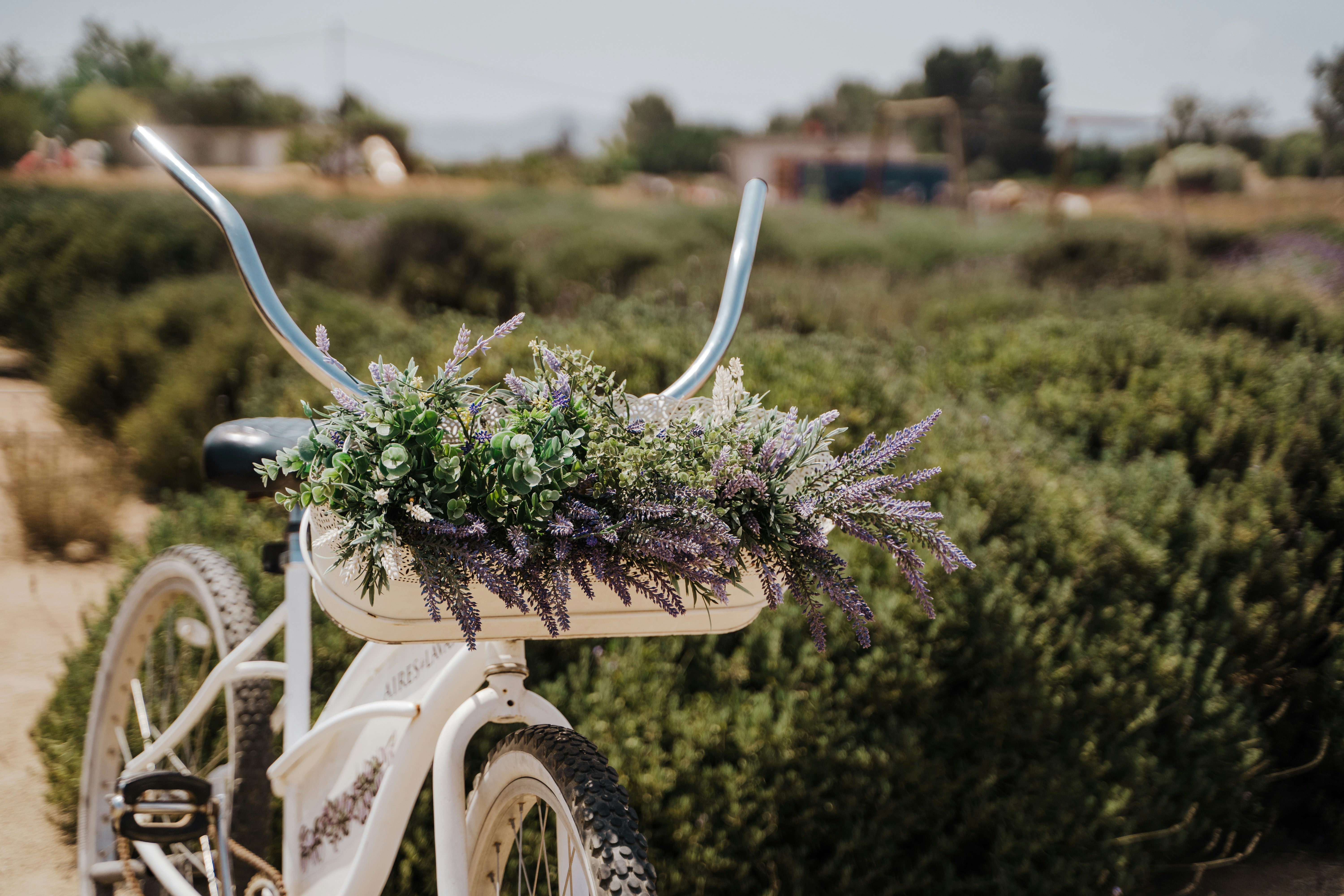 White bicycle with lavender bouquet in basket against lush green landscape.