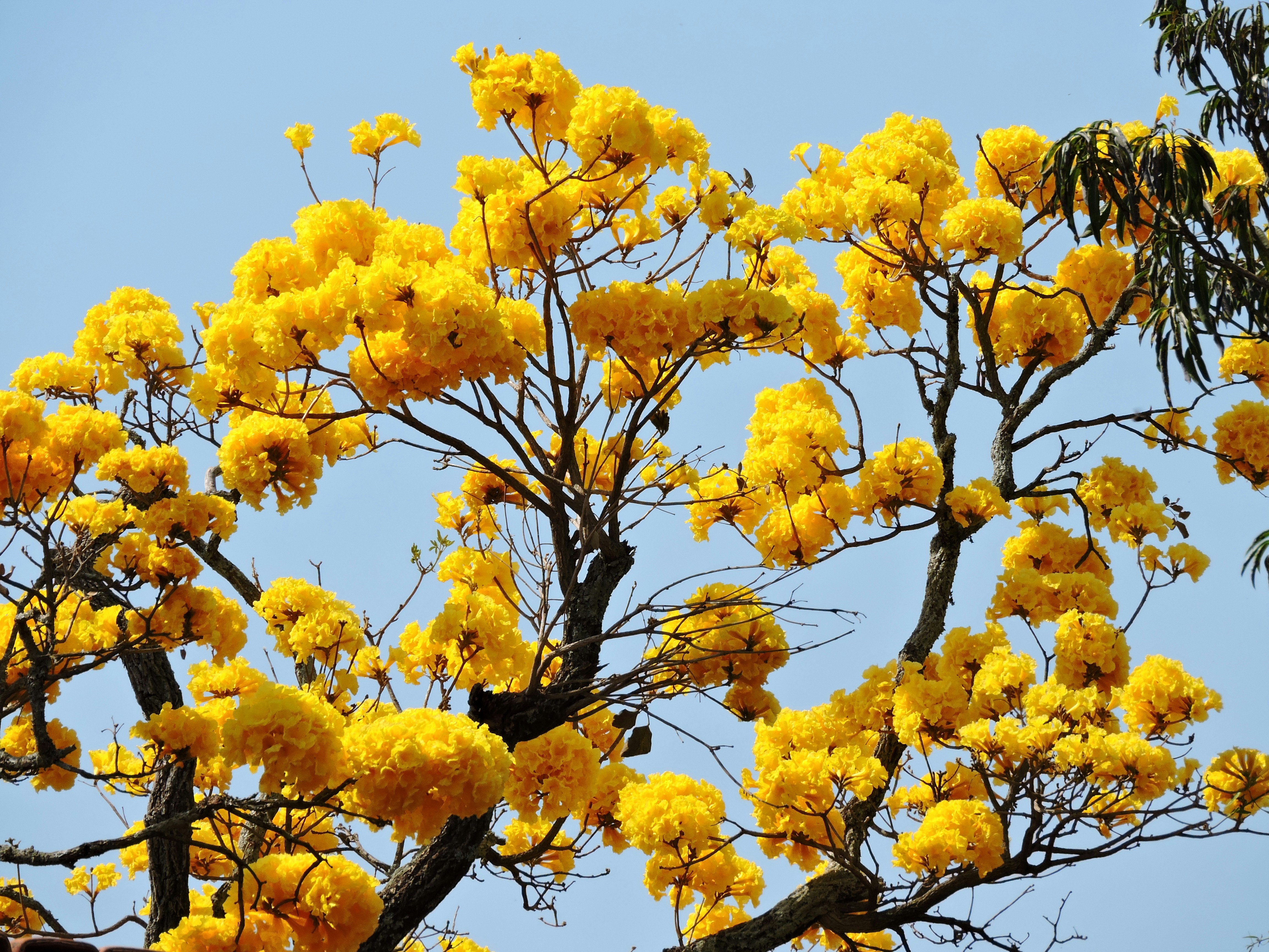 Vibrant yellow flowers bloom profusely on tree branches against a clear blue sky.