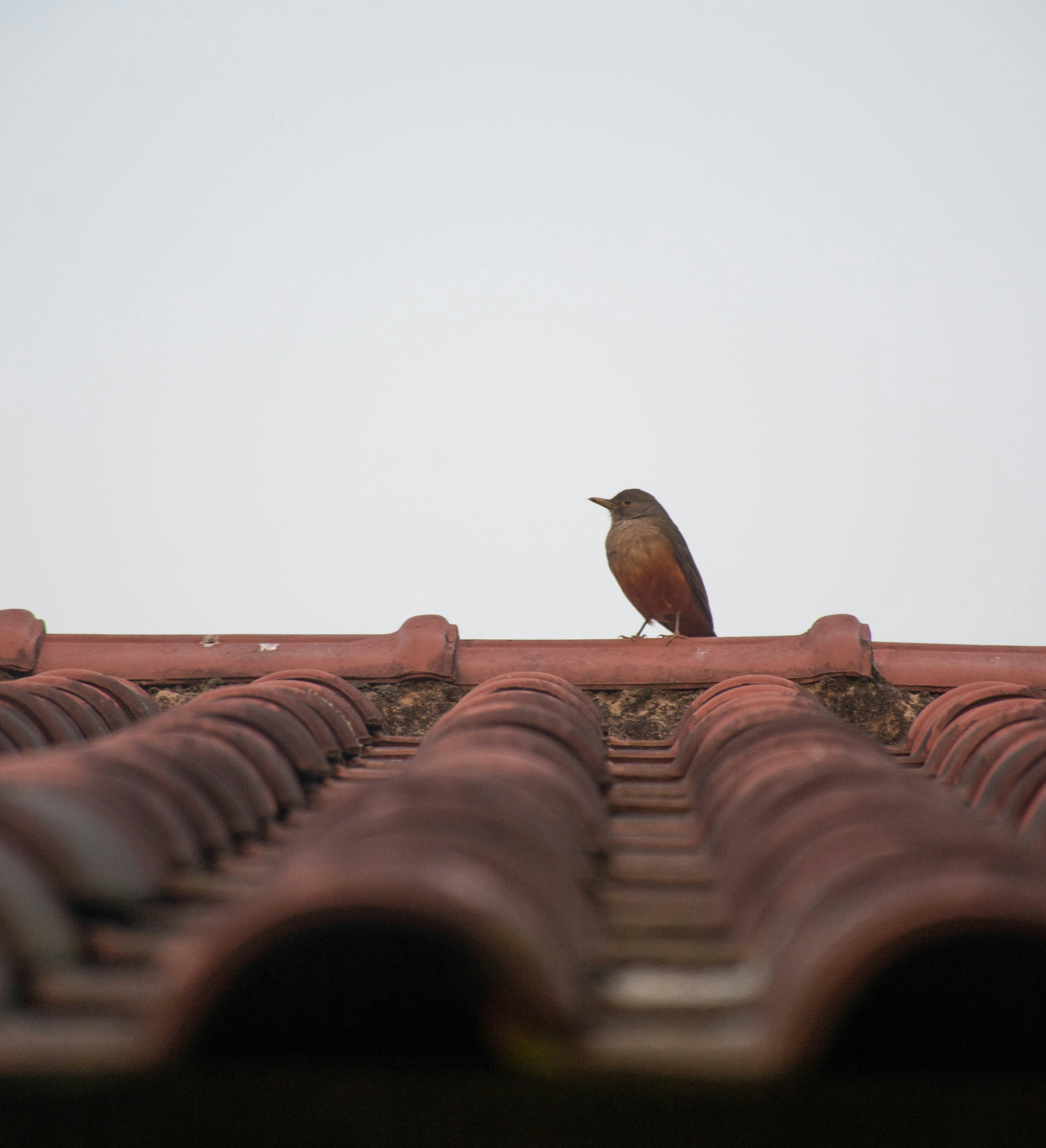 Terracotta Ridge: a robin perched along a clay-tiled rooftop