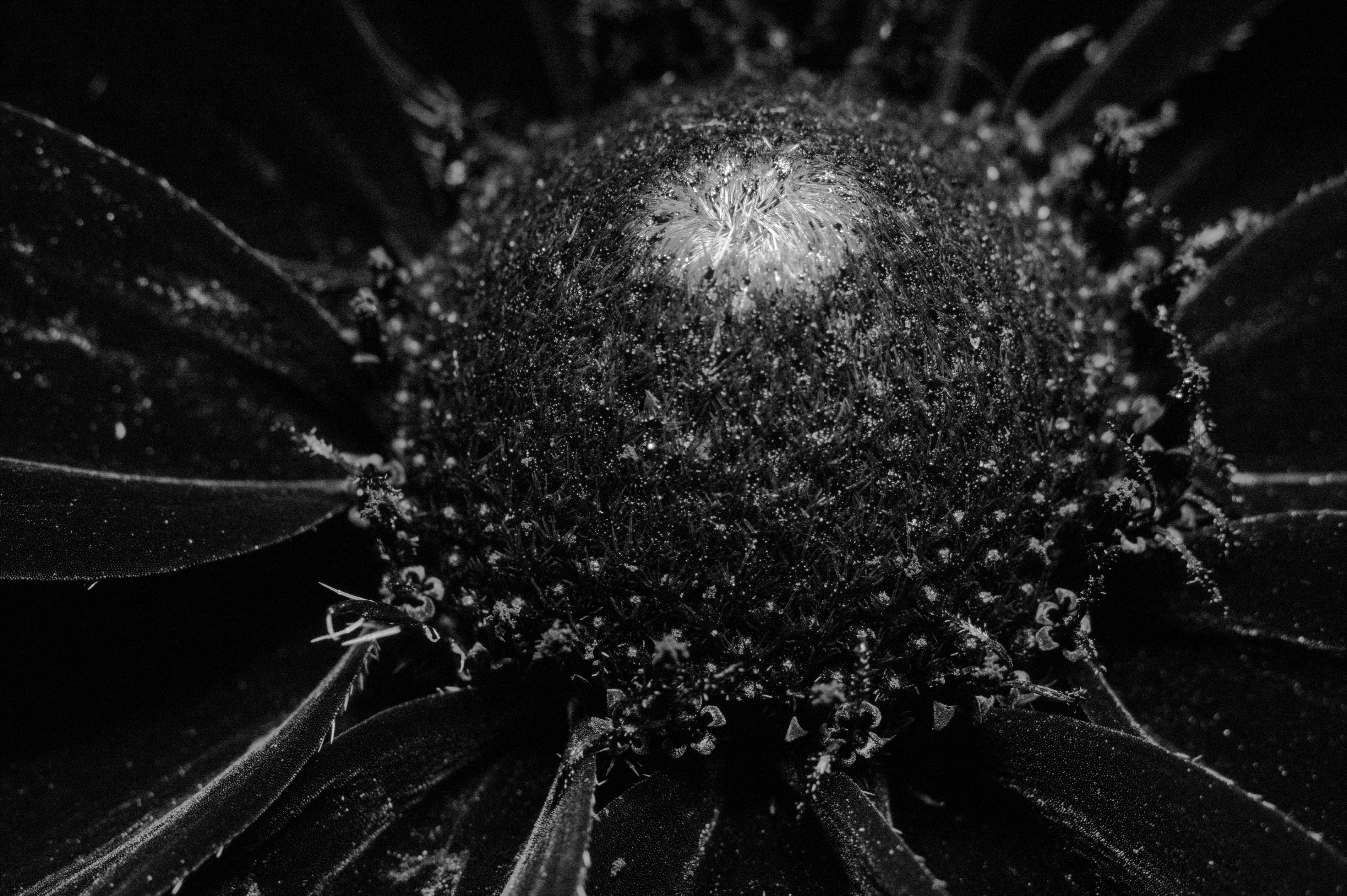 Grayscale photo of round fruit photo – Free Texture Image on Unsplash