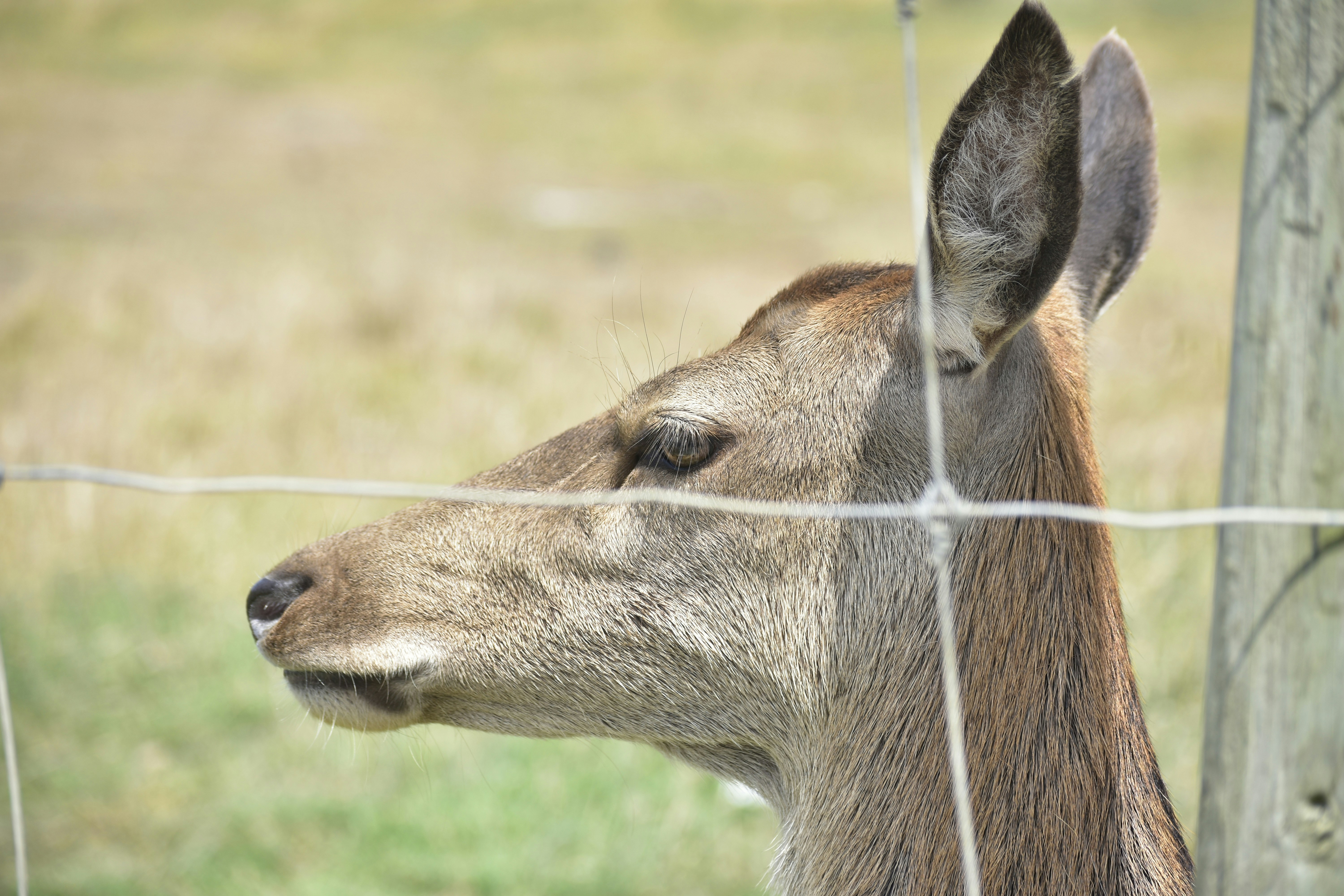 Profile Across the Fence: Deer in a Sunlit Meadow
