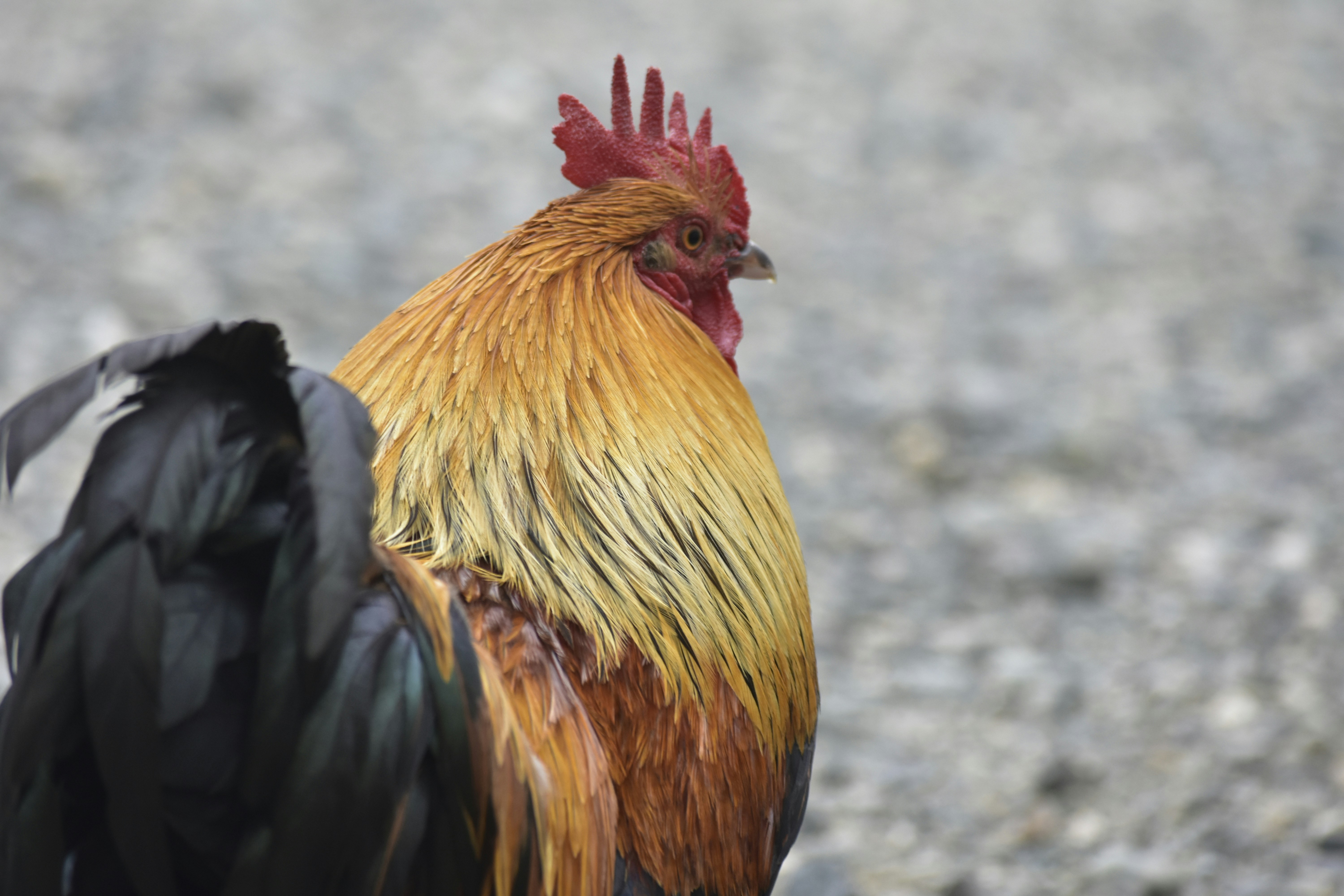 Pebbled Spotlight: A Rooster's Golden Crest in Natural Light
