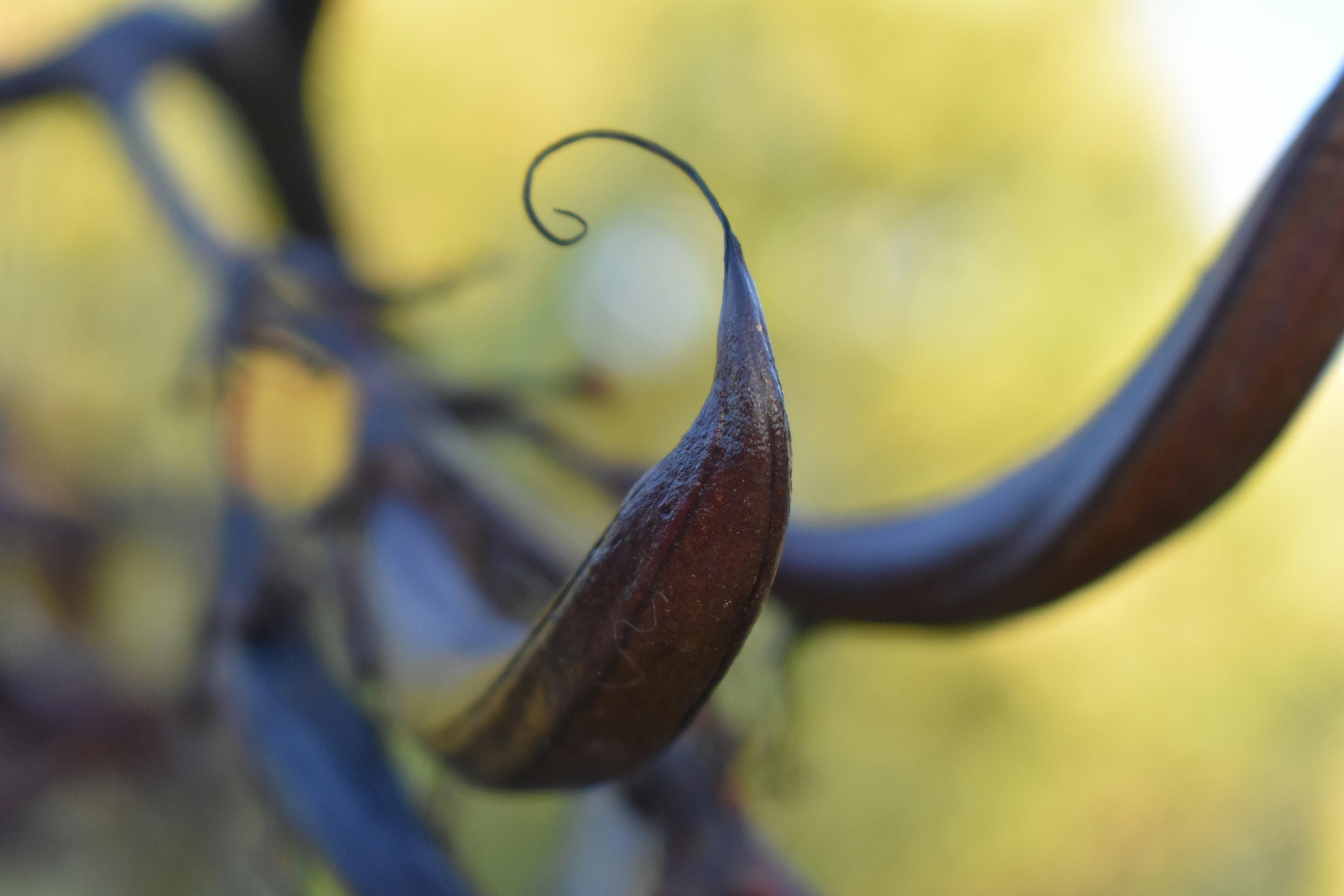 Curling Petal in Soft Backlight