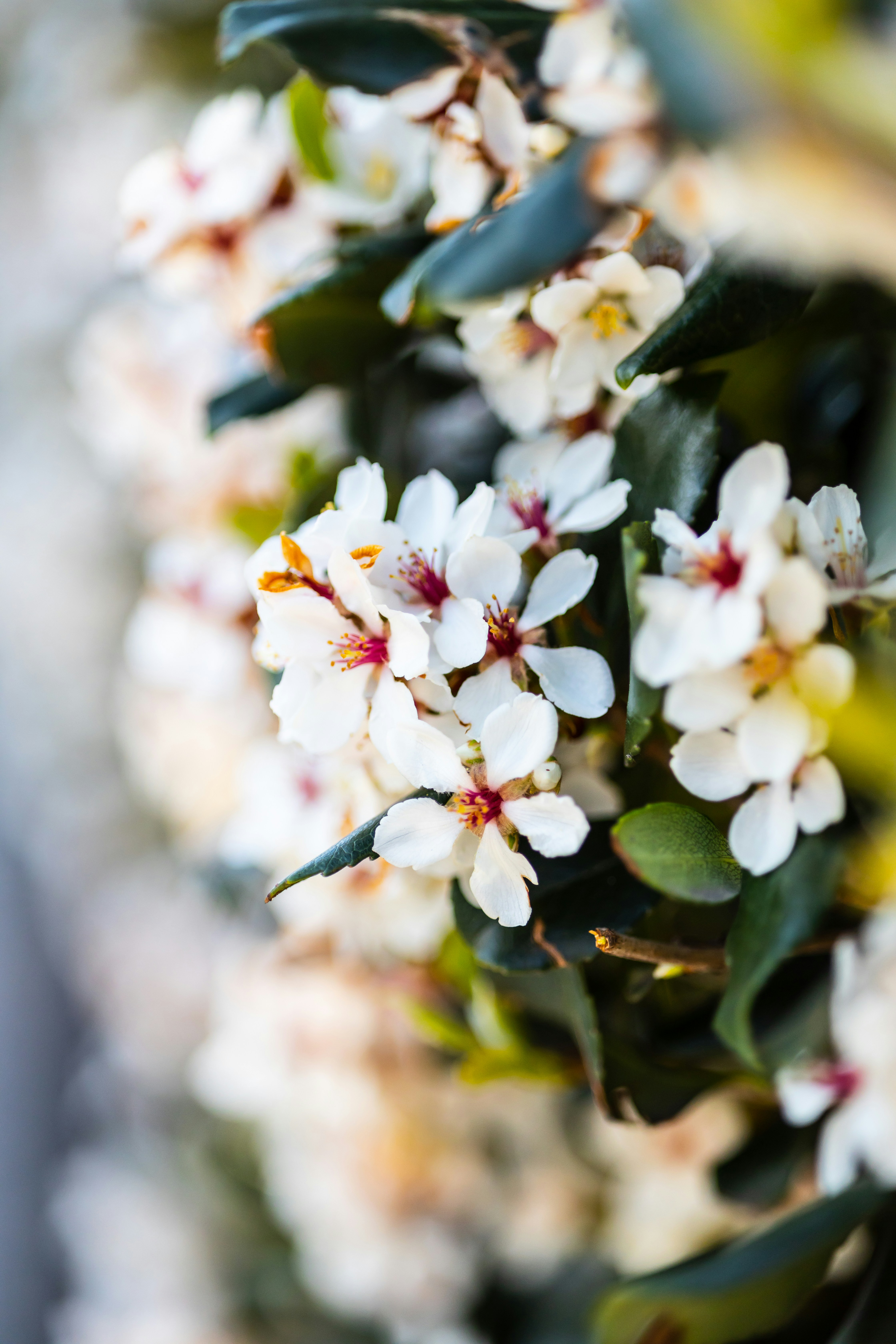 White blossom cascade along a softly blurred vase edge