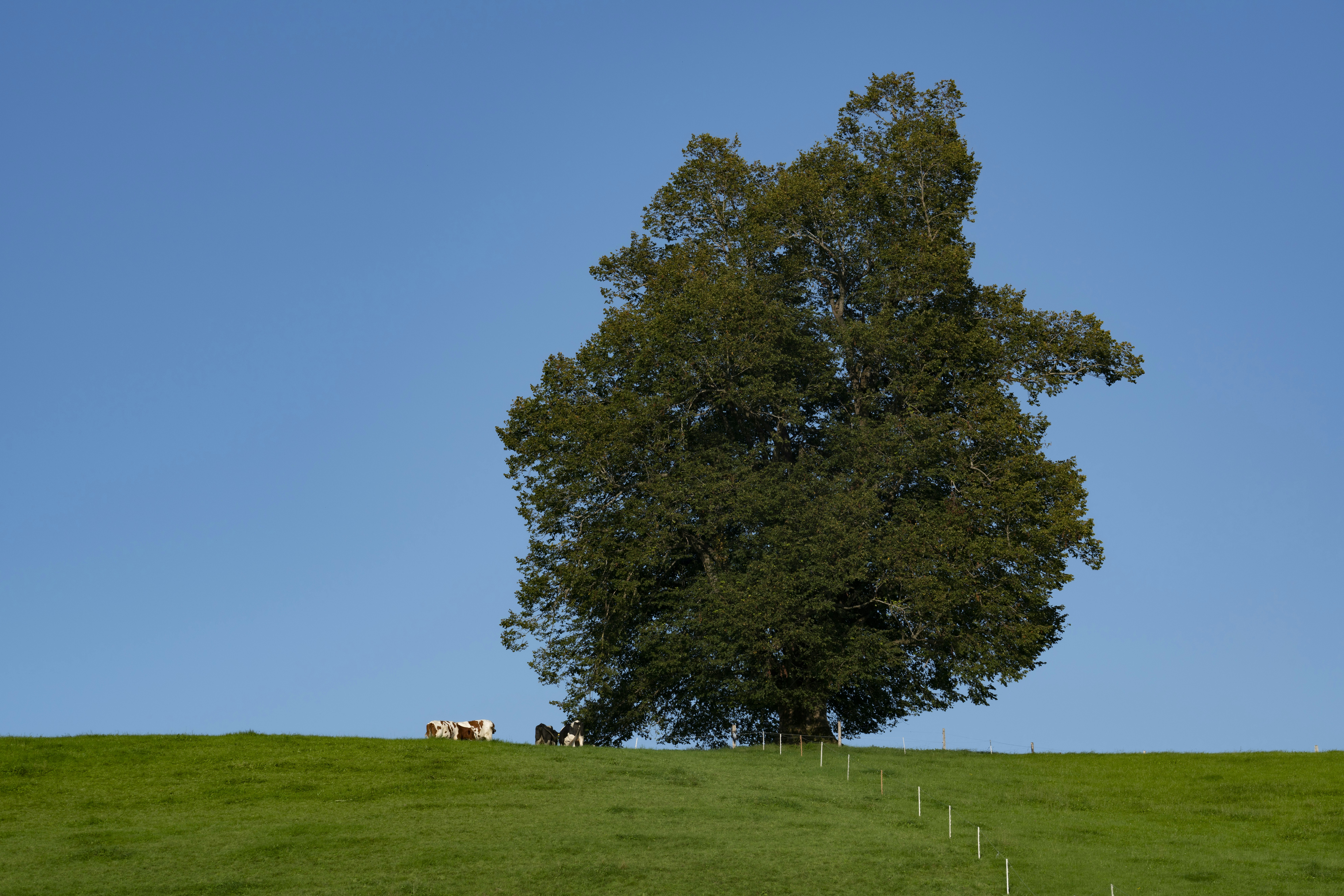  Lone Hilltop Tree Framed by a Slope of Green