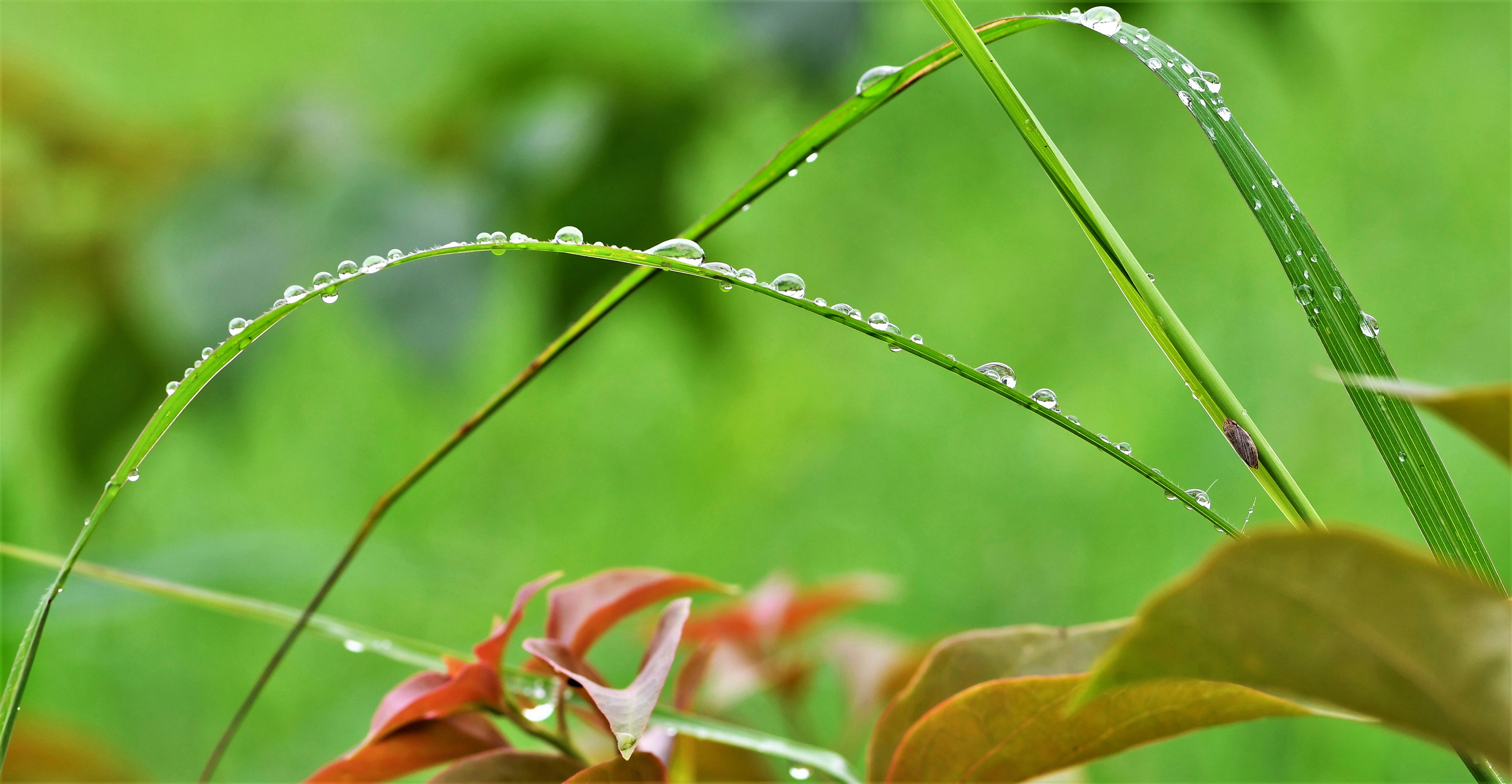 Dew-Globe Arc: Beads of Morning Light Tracing a Grass Blade