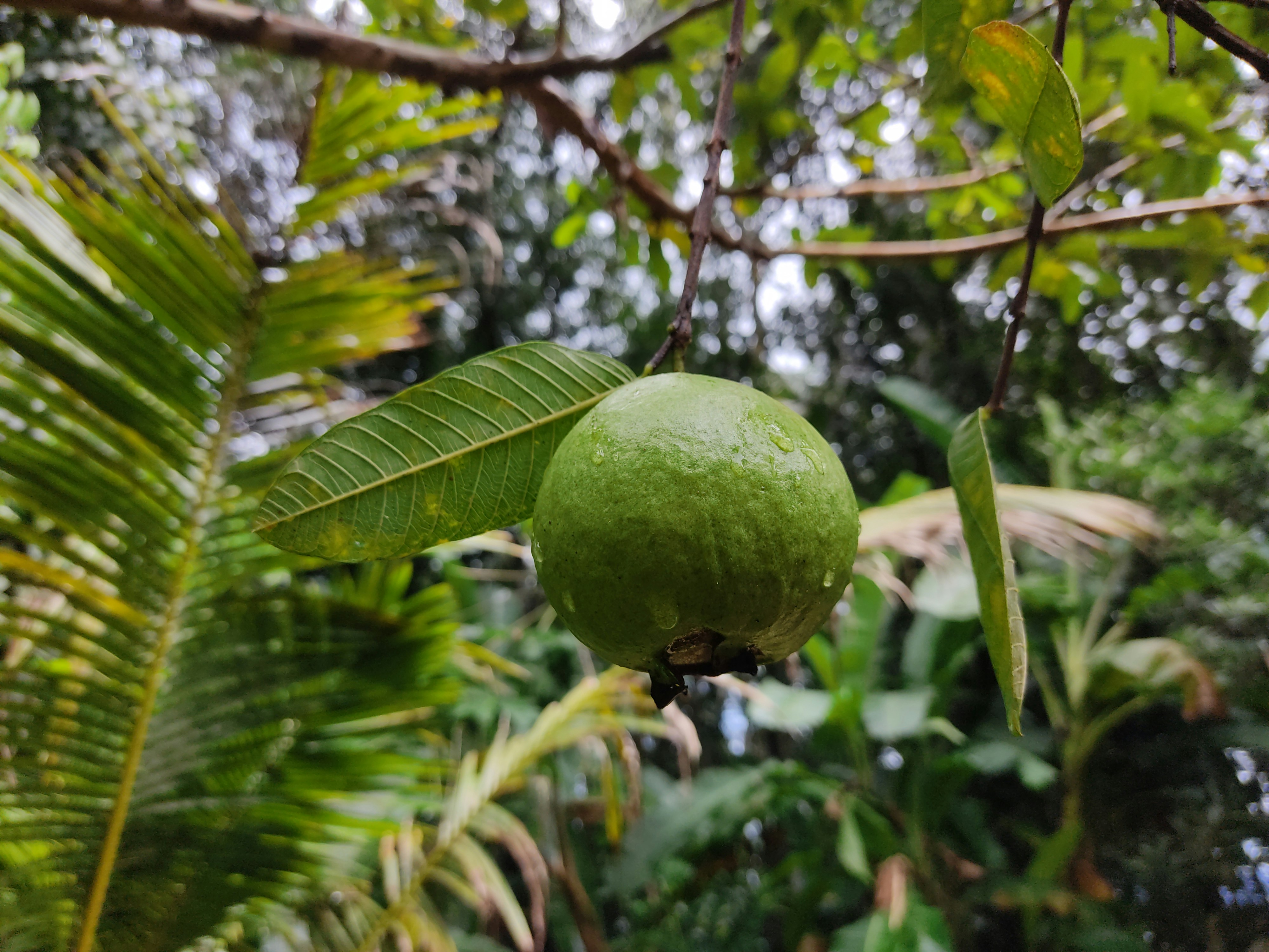 Green fruit hanging from a branch amid tropical foliage; a natural macro-like scene highlighting vibrant foliage and a single fruit cluster.
