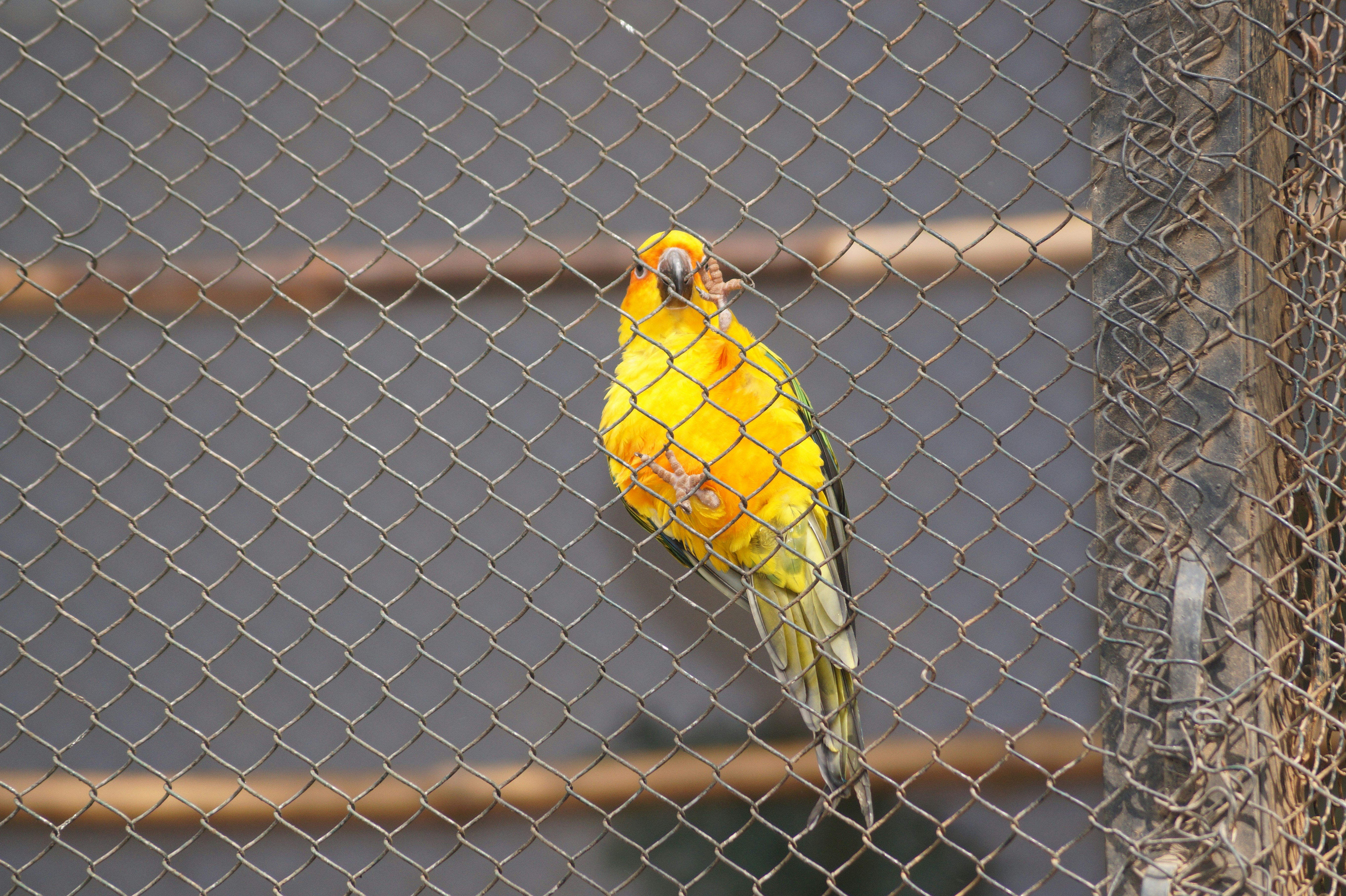 Vibrant yellow bird perched against a backdrop of a mesh fence, showcasing its striking colors and alert demeanor.