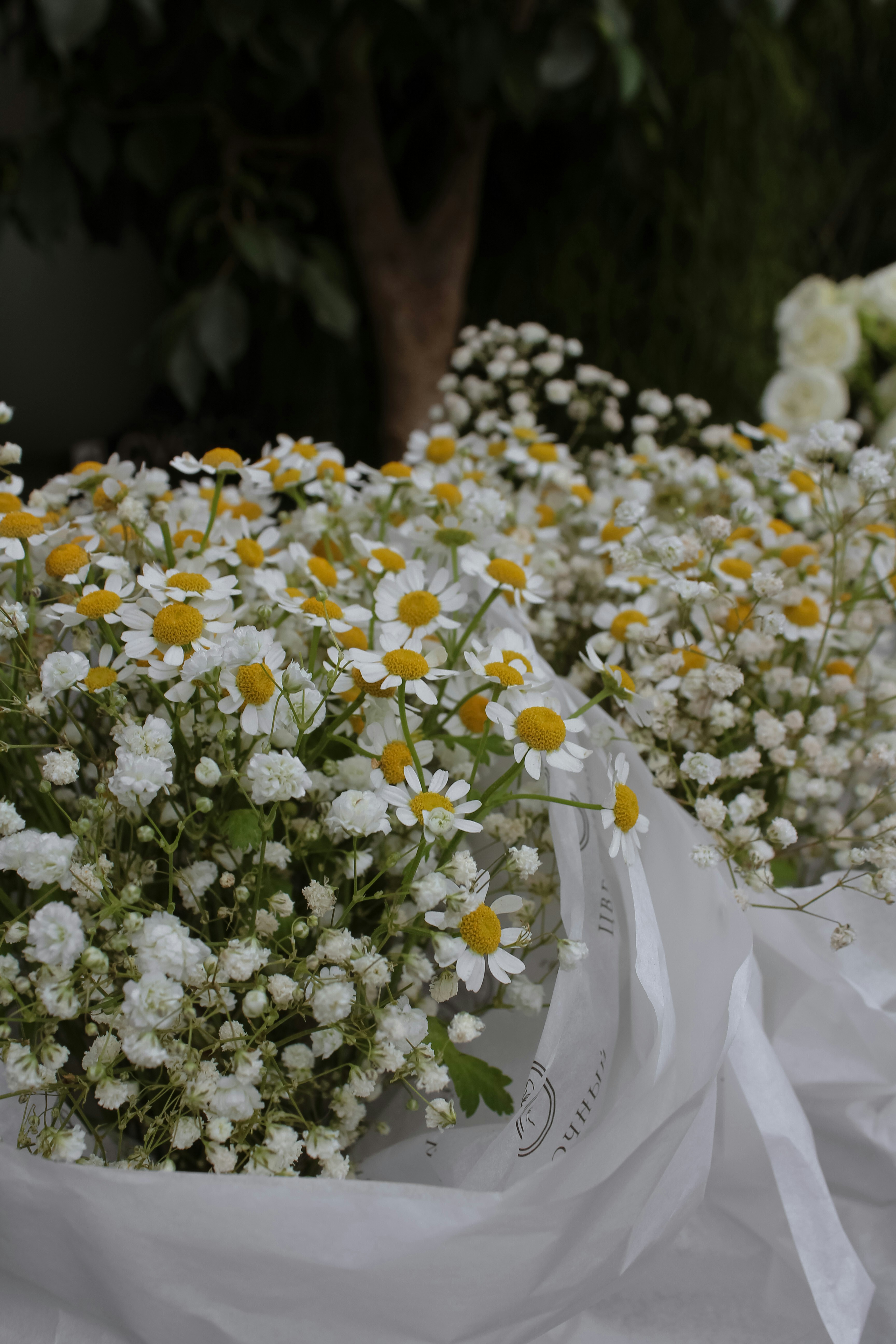 White-Daisy Bouquet in Soft Paper Wrap: A Quiet Garden Moment