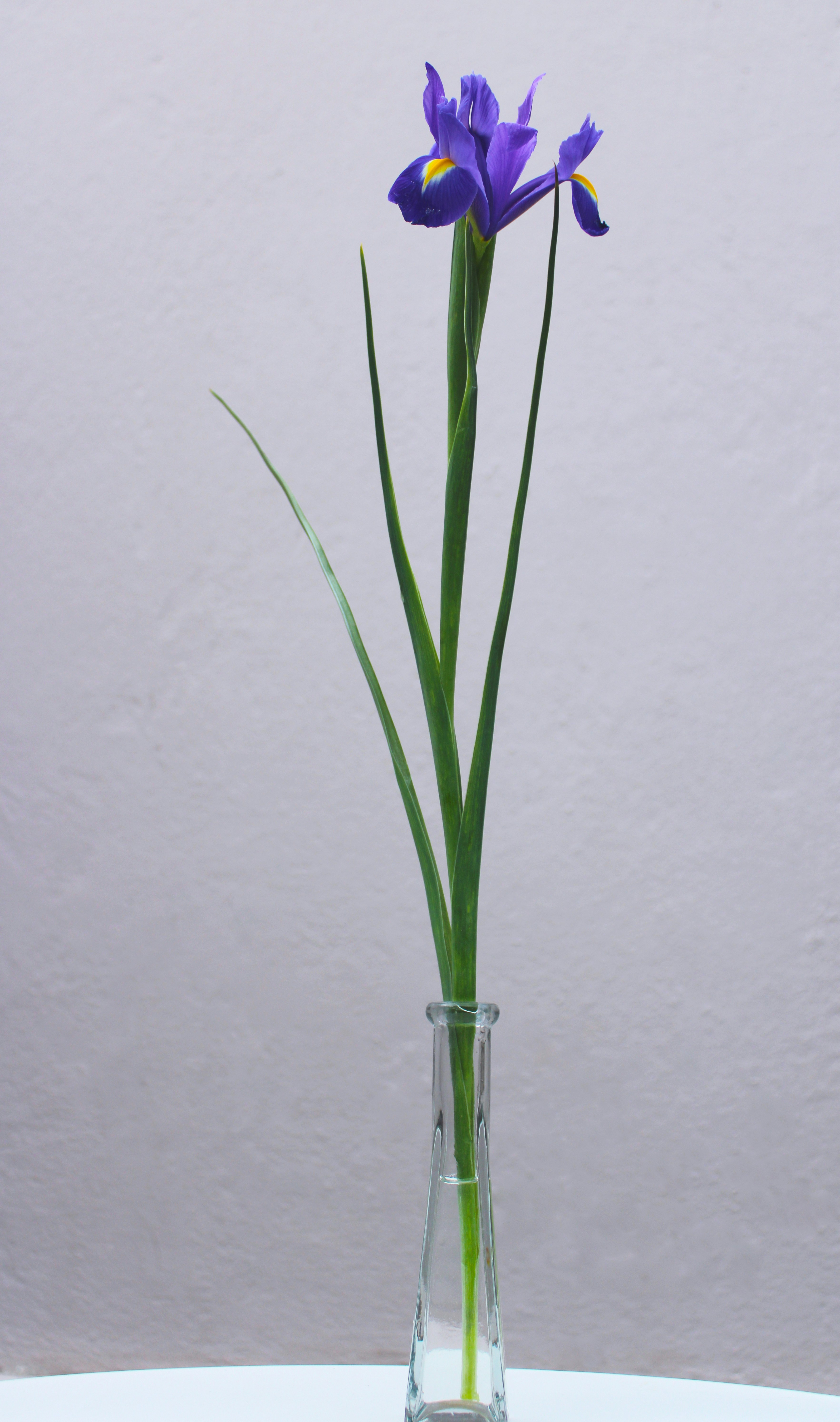 Purple iris with vibrant yellow accents stands tall in a slender glass vase against a soft background.