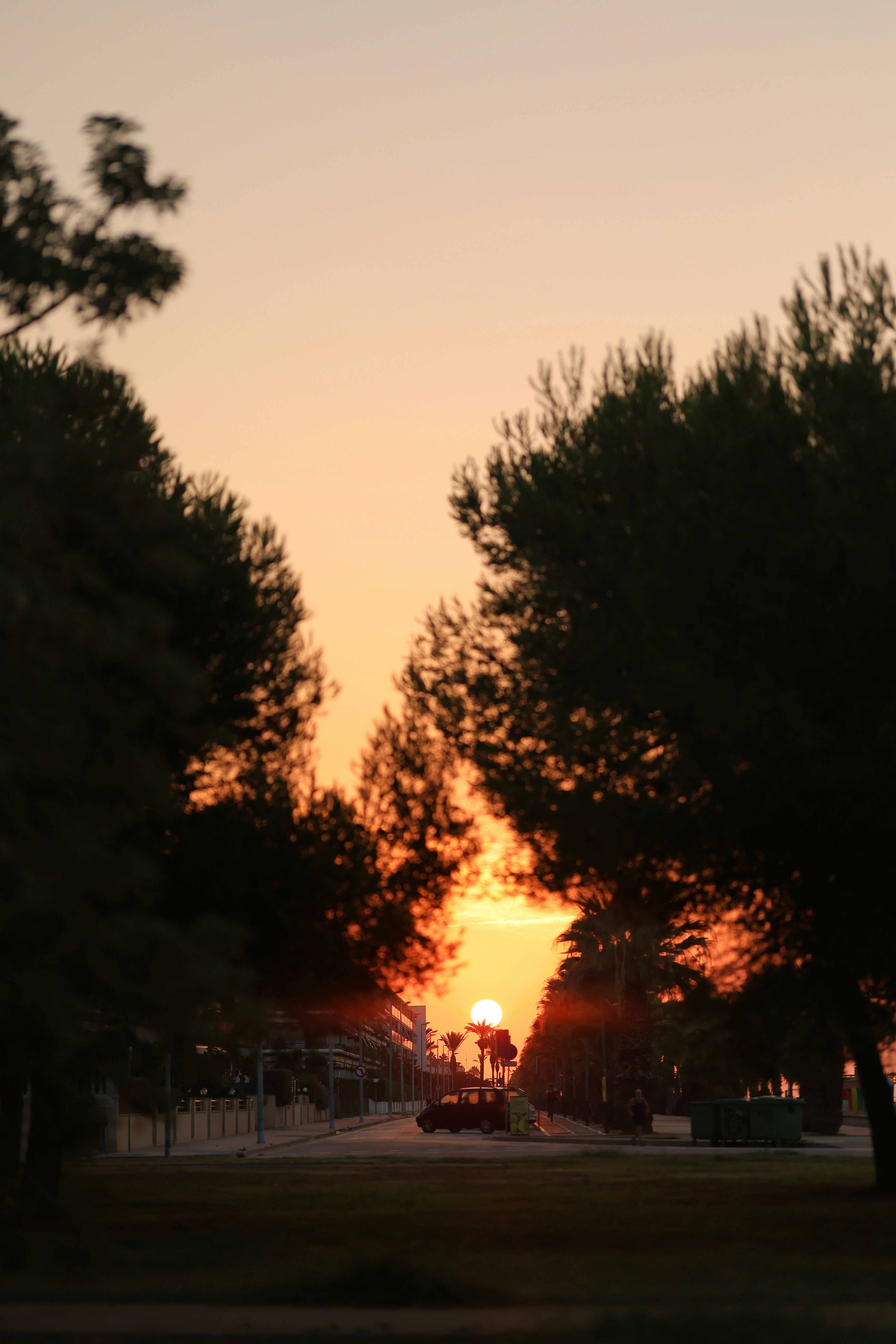Dusk Between Pines: A Sunset Drive Beneath Silhouetted Canopies