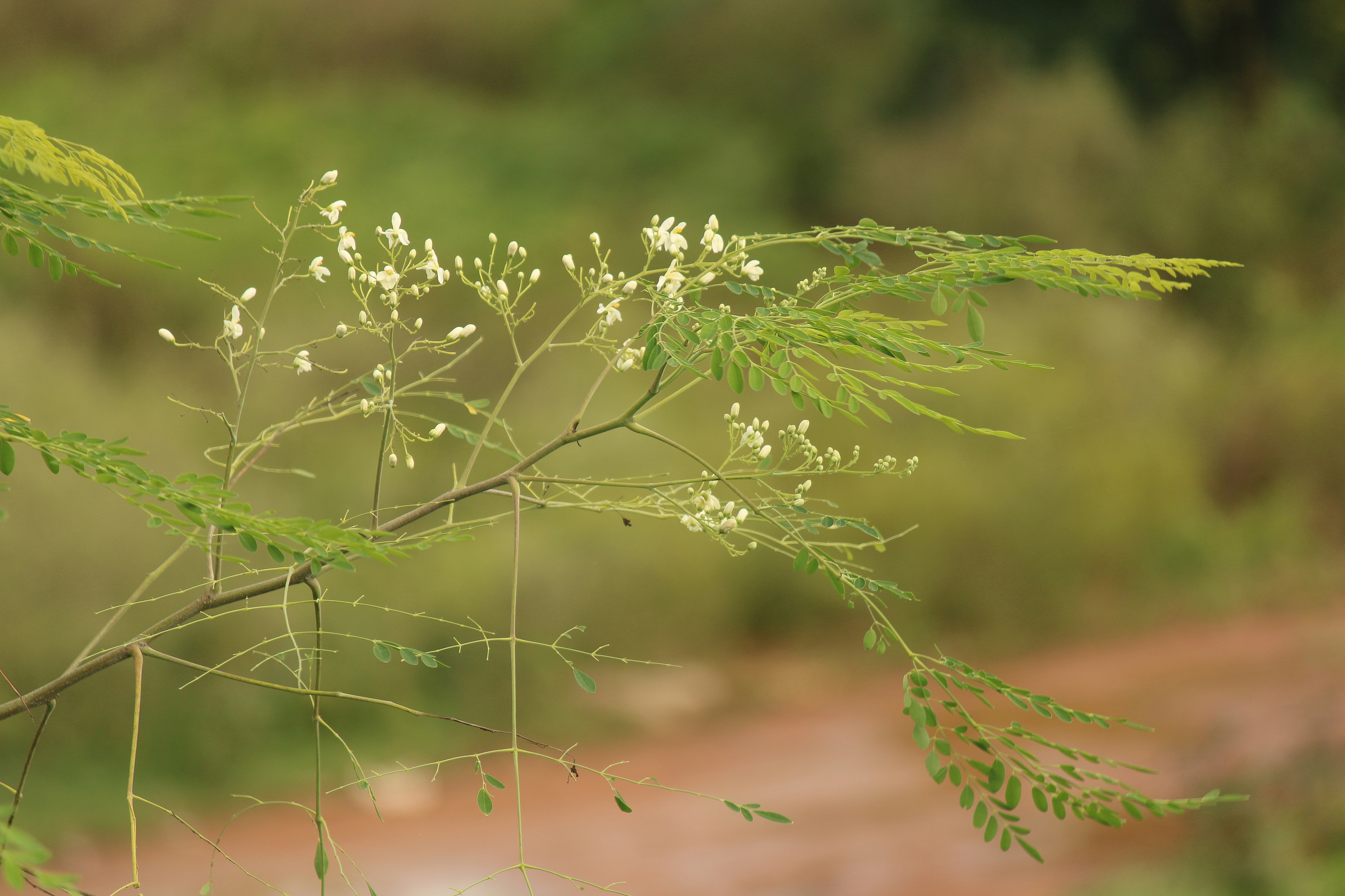 green leaves in tilt shift lens