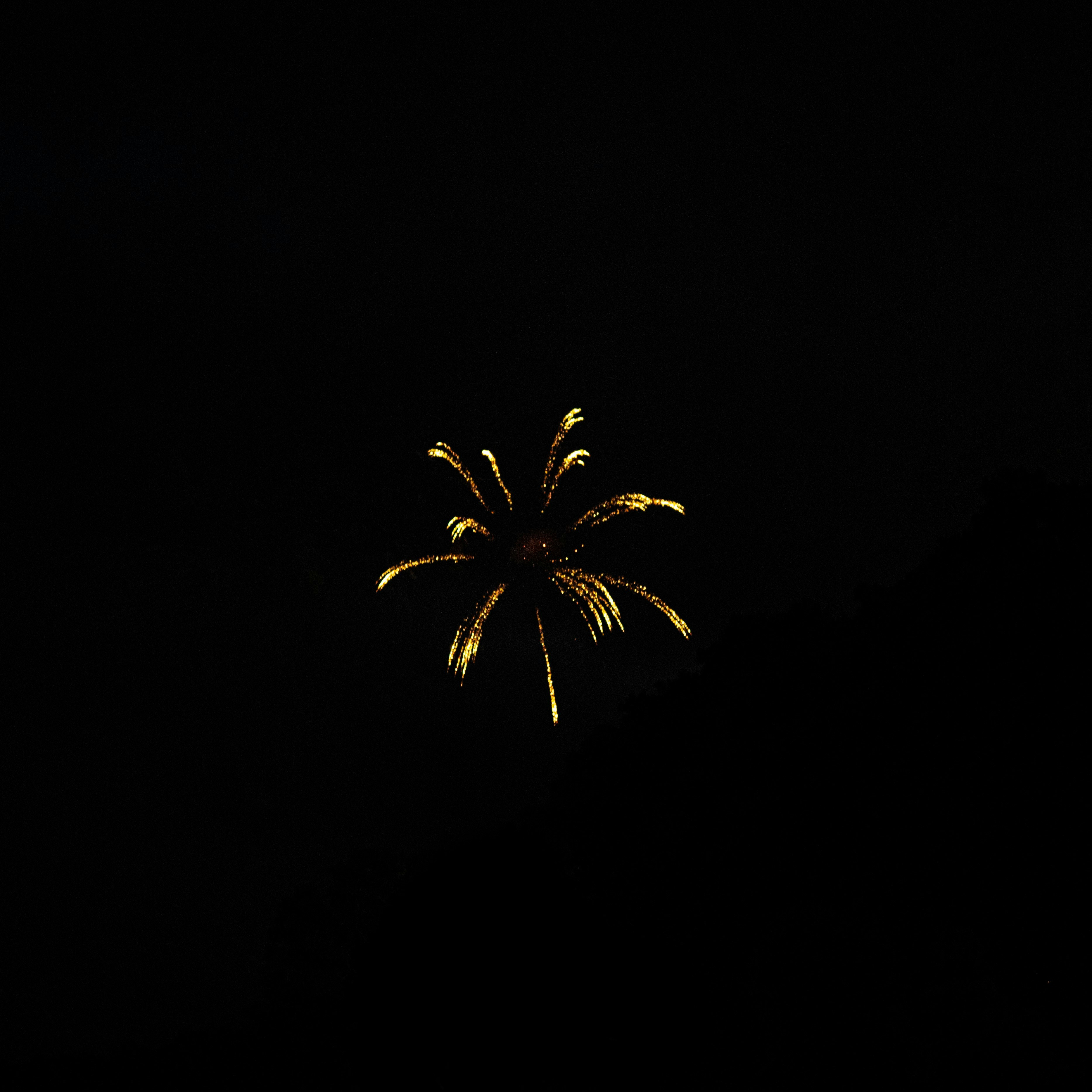 Gold Flowerburst Above a Velvet Night Sky