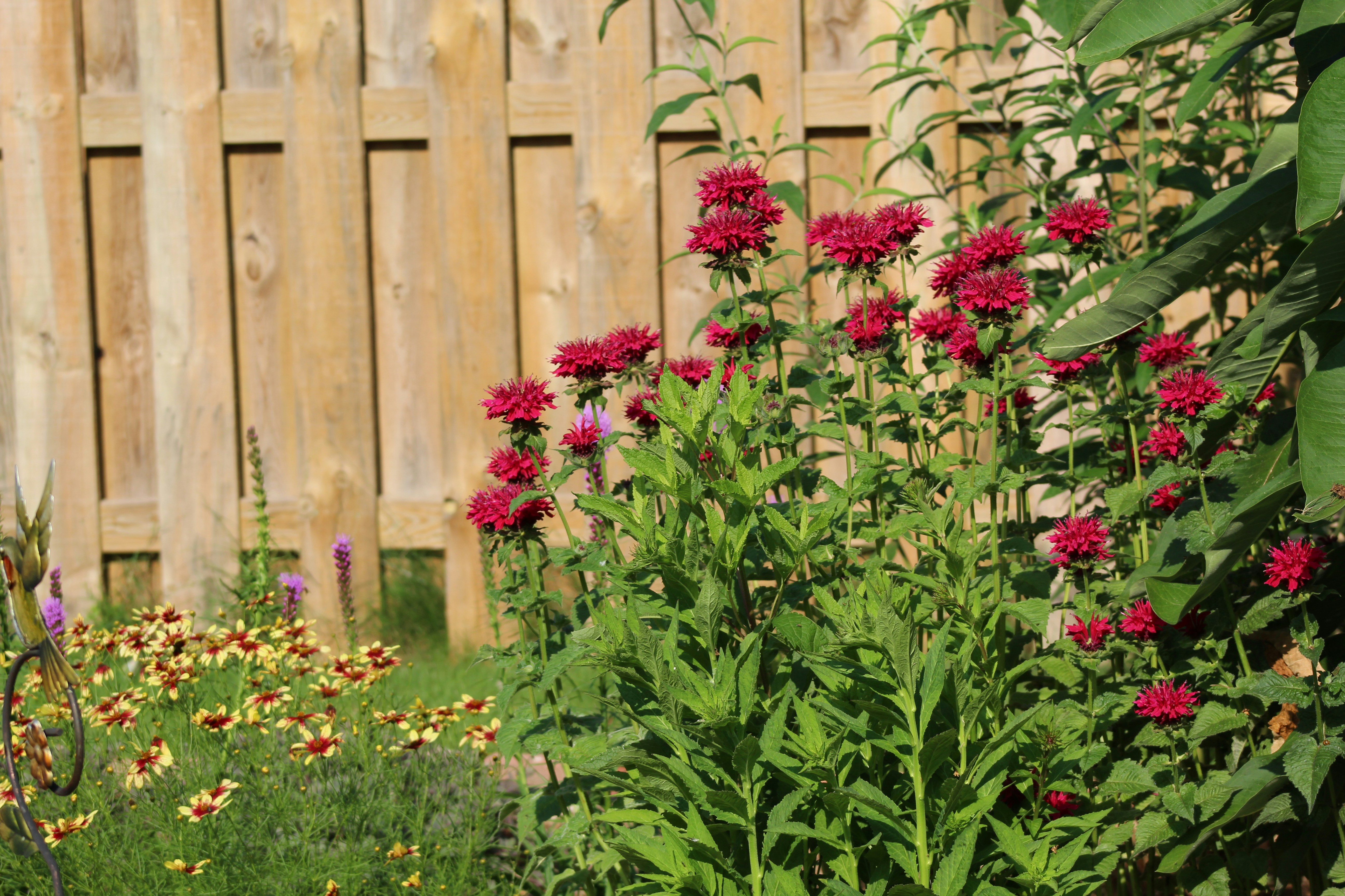 Crimson Spires by a Weathered Fence