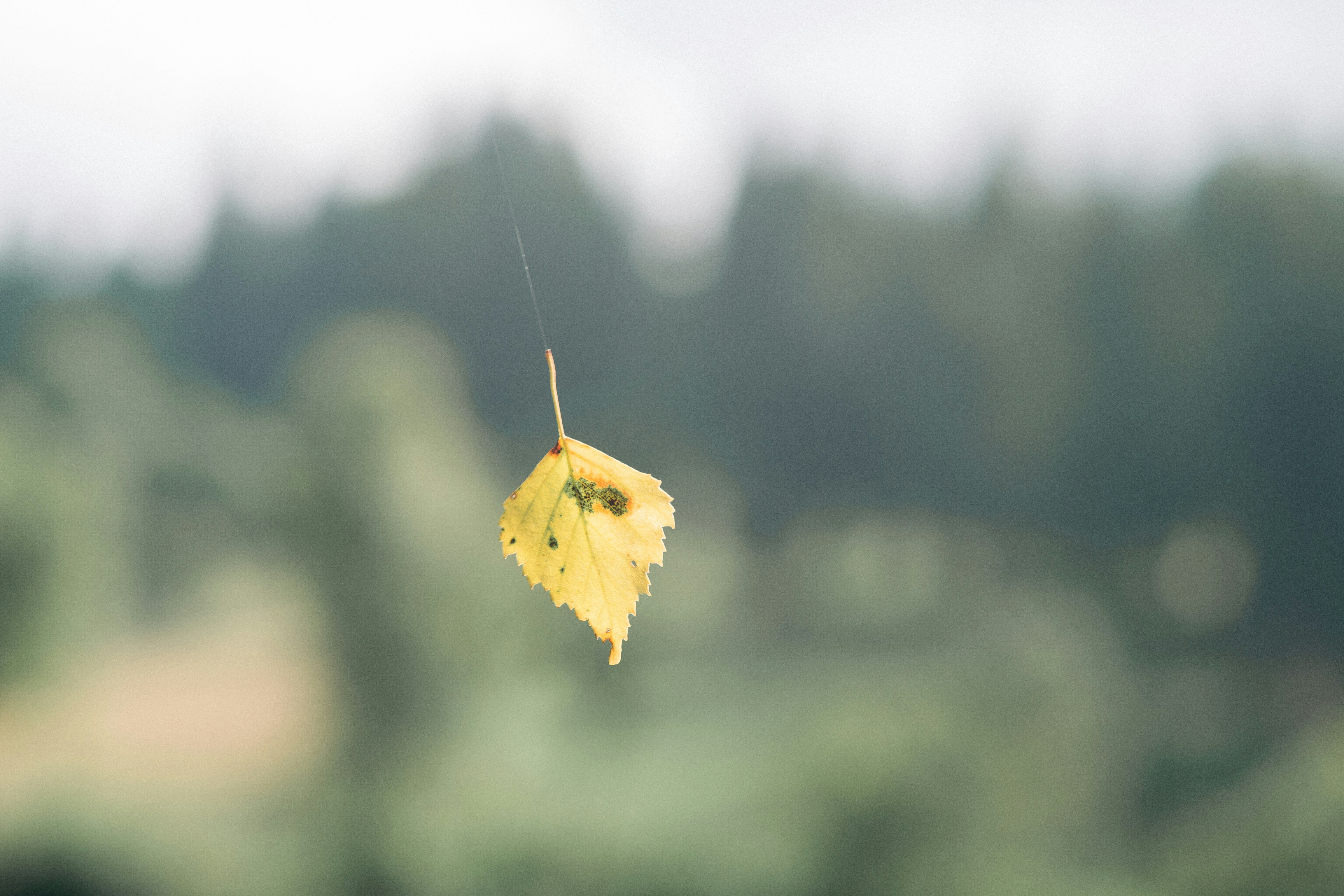 yellow leaf in tilt shift lens