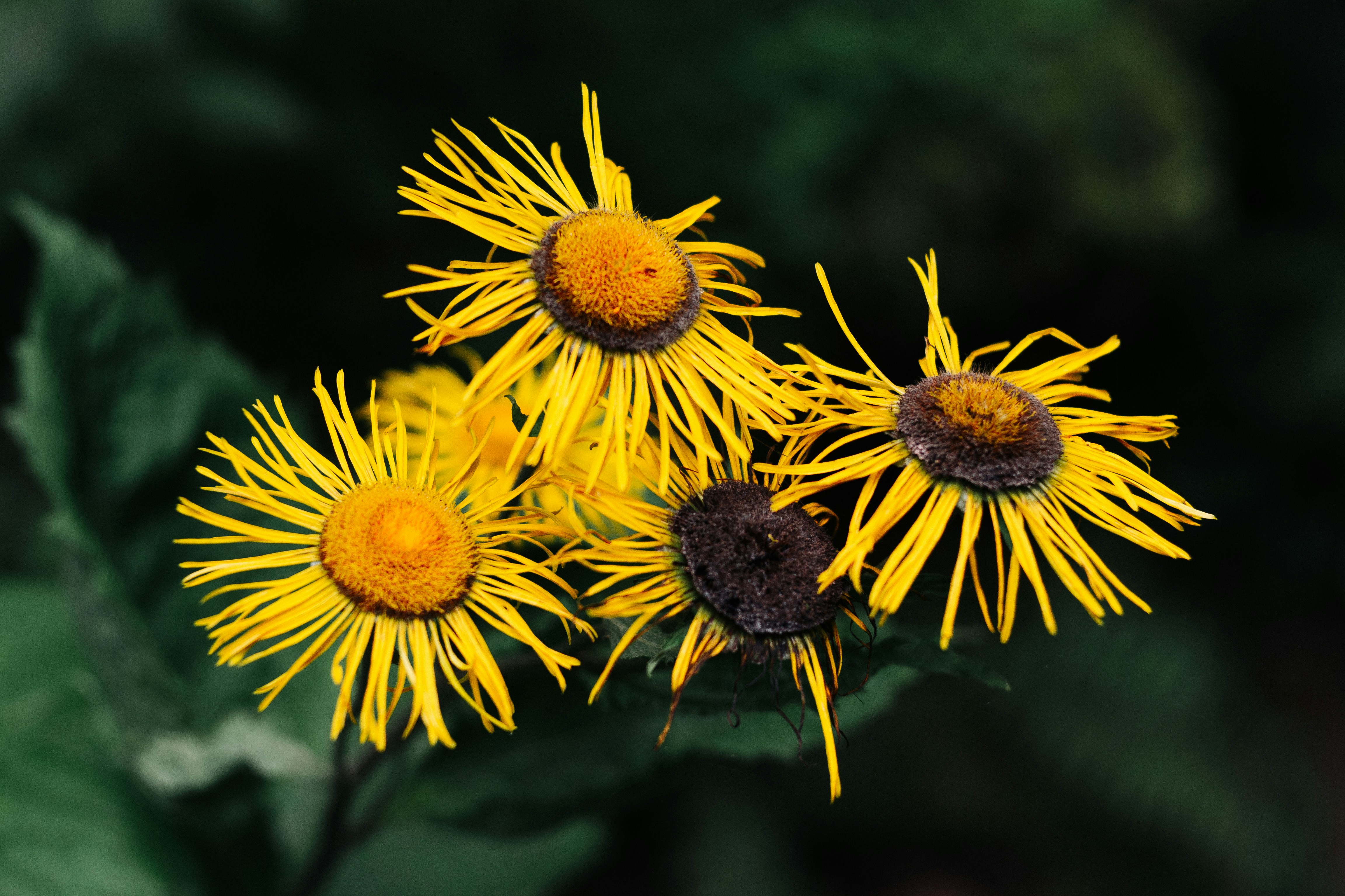 Four Golden Rudbeckia in a Quiet Green Backdrop