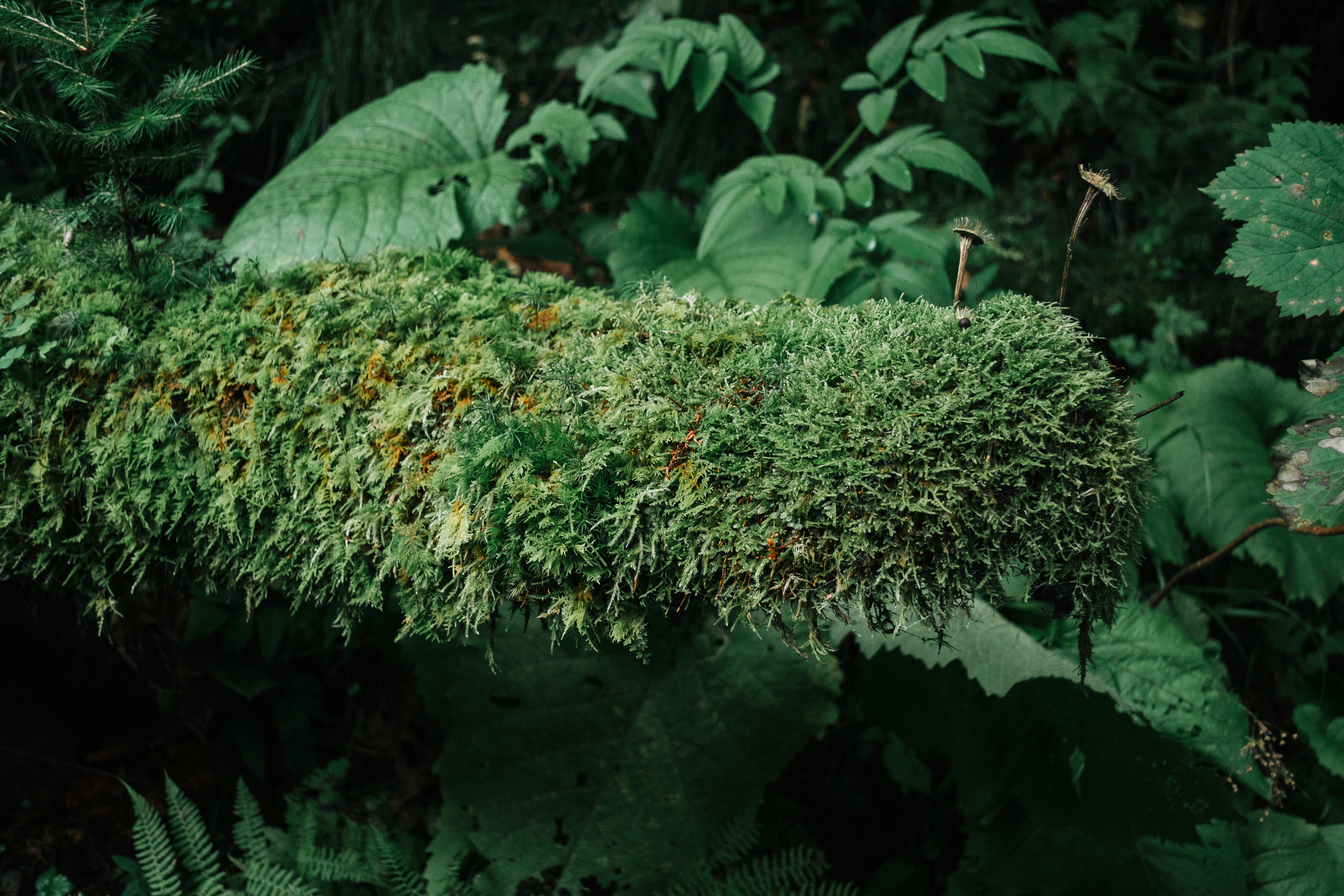 The Quiet Green Spine: Moss-Covered Log in a Shadowed Understory
