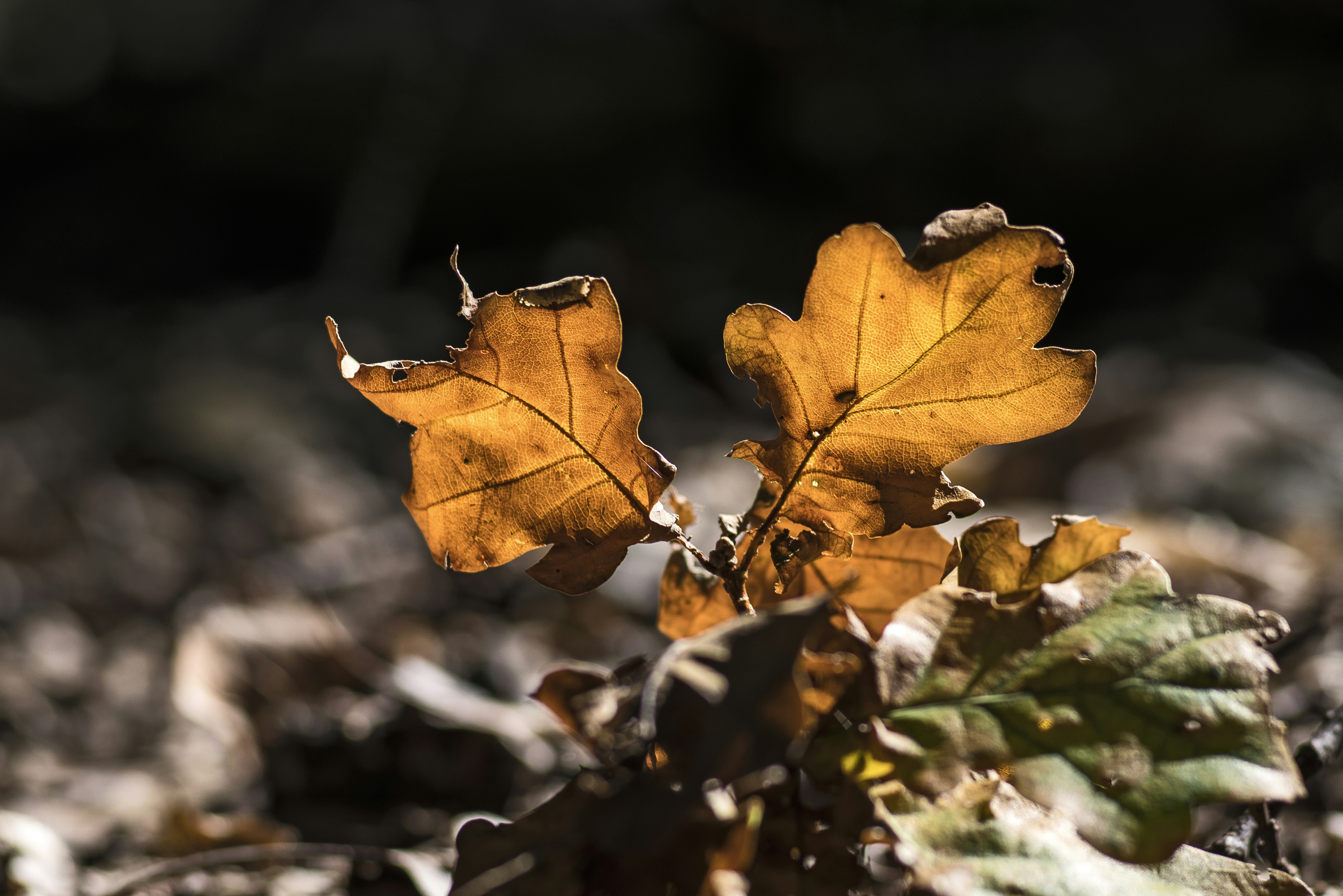brown maple leaf in grayscale photography