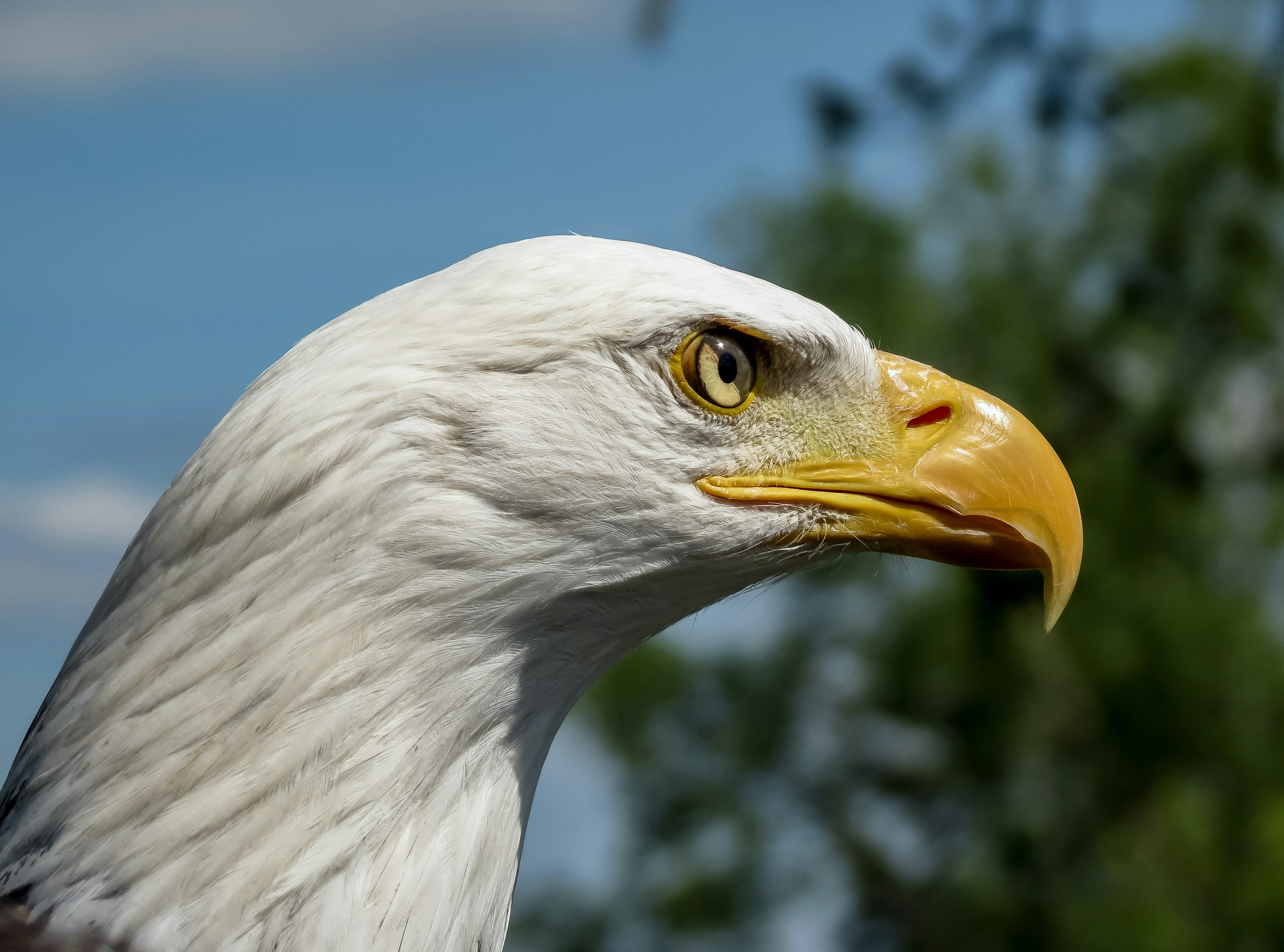 Close-up profile of a bald eagle showcasing its sharp beak and intense eye against a blurred natural background.