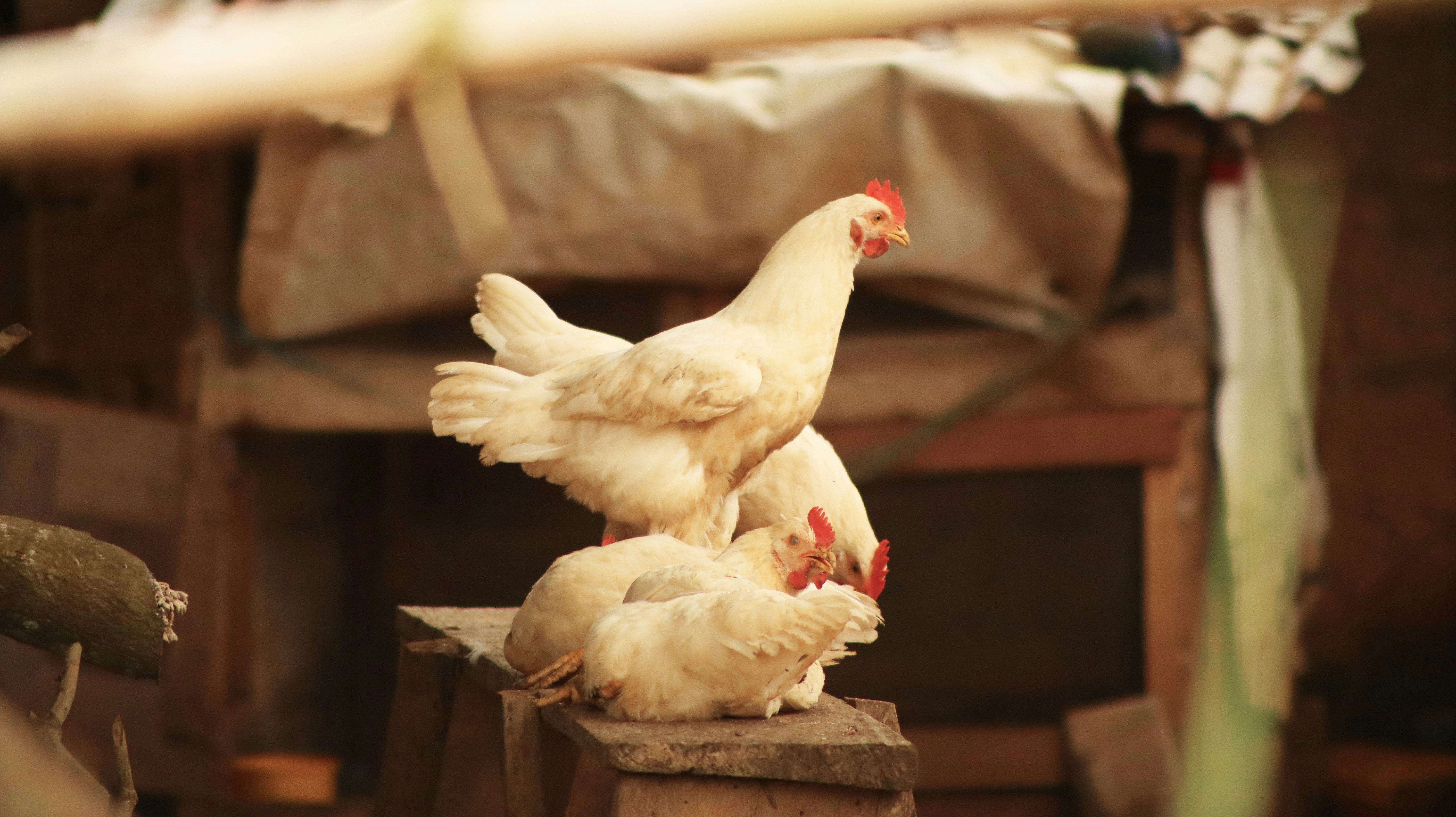 Three chickens perched on wooden blocks in a rustic setting.