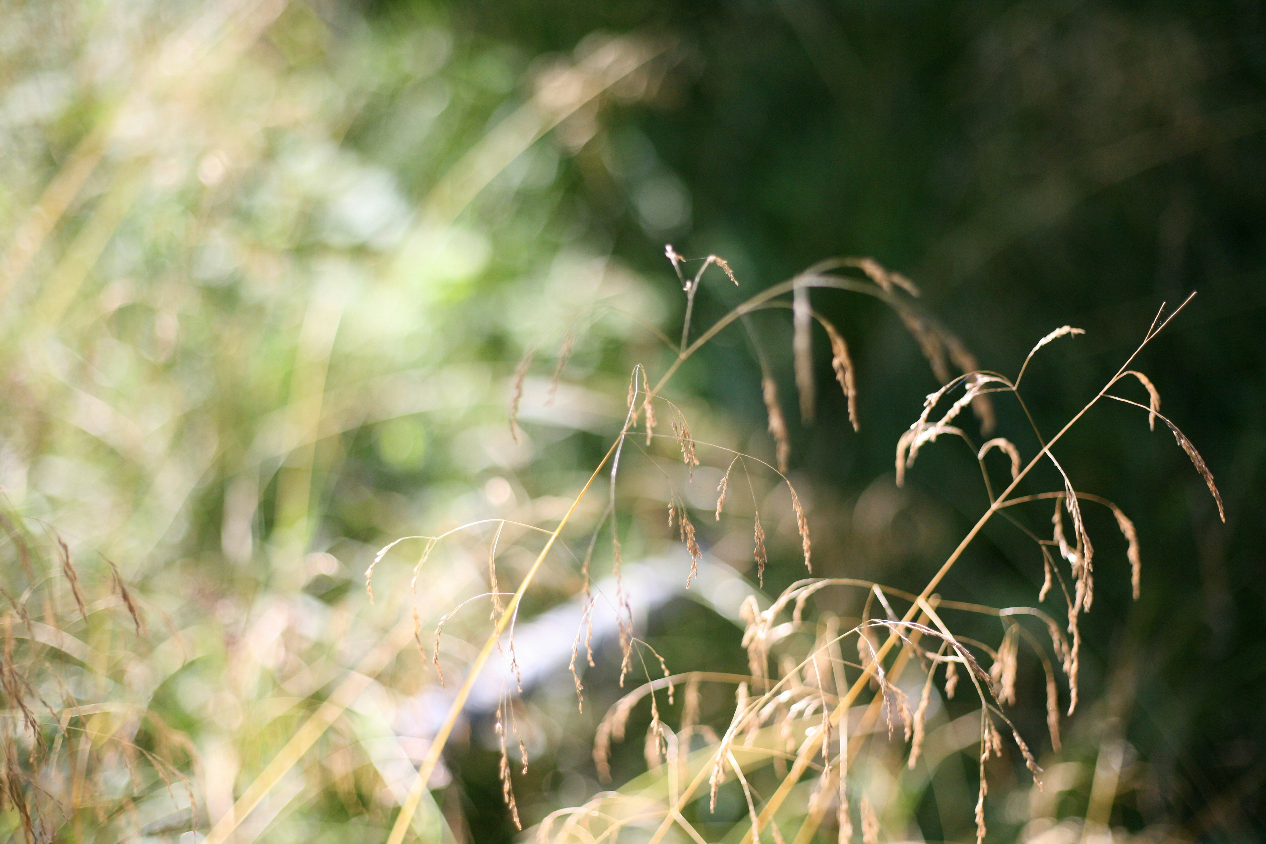 Delicate grasses swaying gently in a sunlit meadow, creating a serene atmosphere. The soft focus highlights the intricate details of the plants.