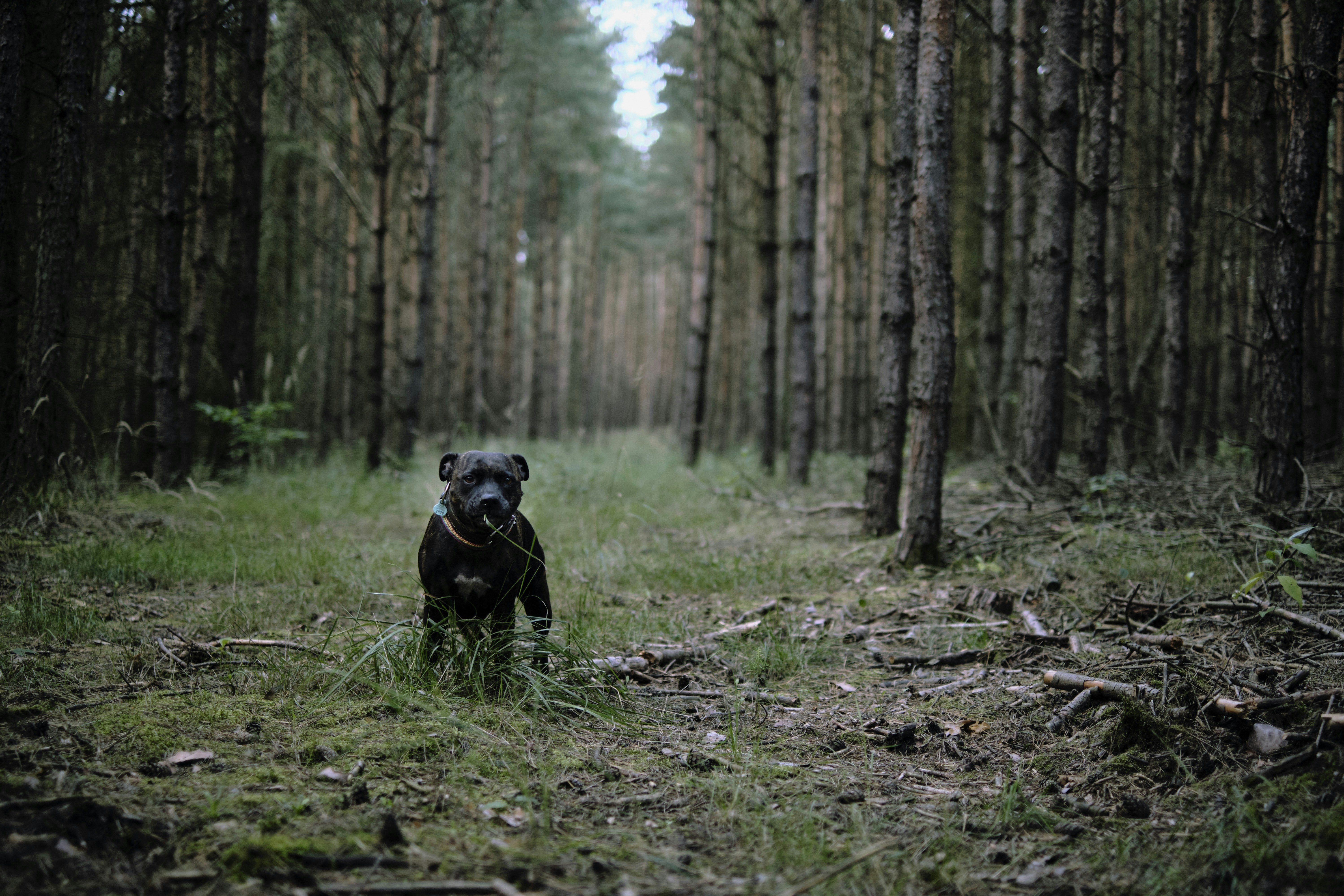 Forest Sentinel on a Mossy Pine Needle Trail