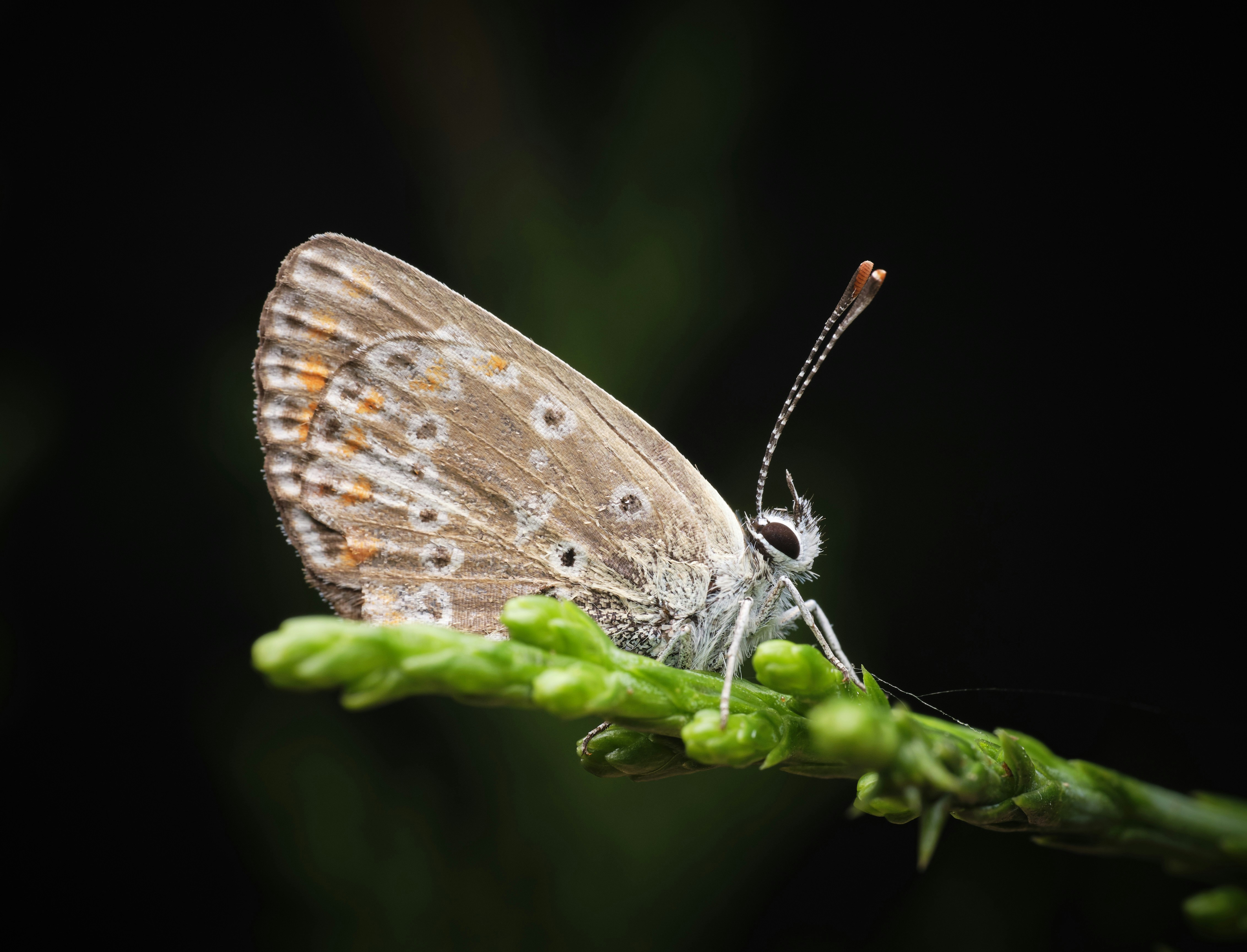 The Evolution of Keystone Species