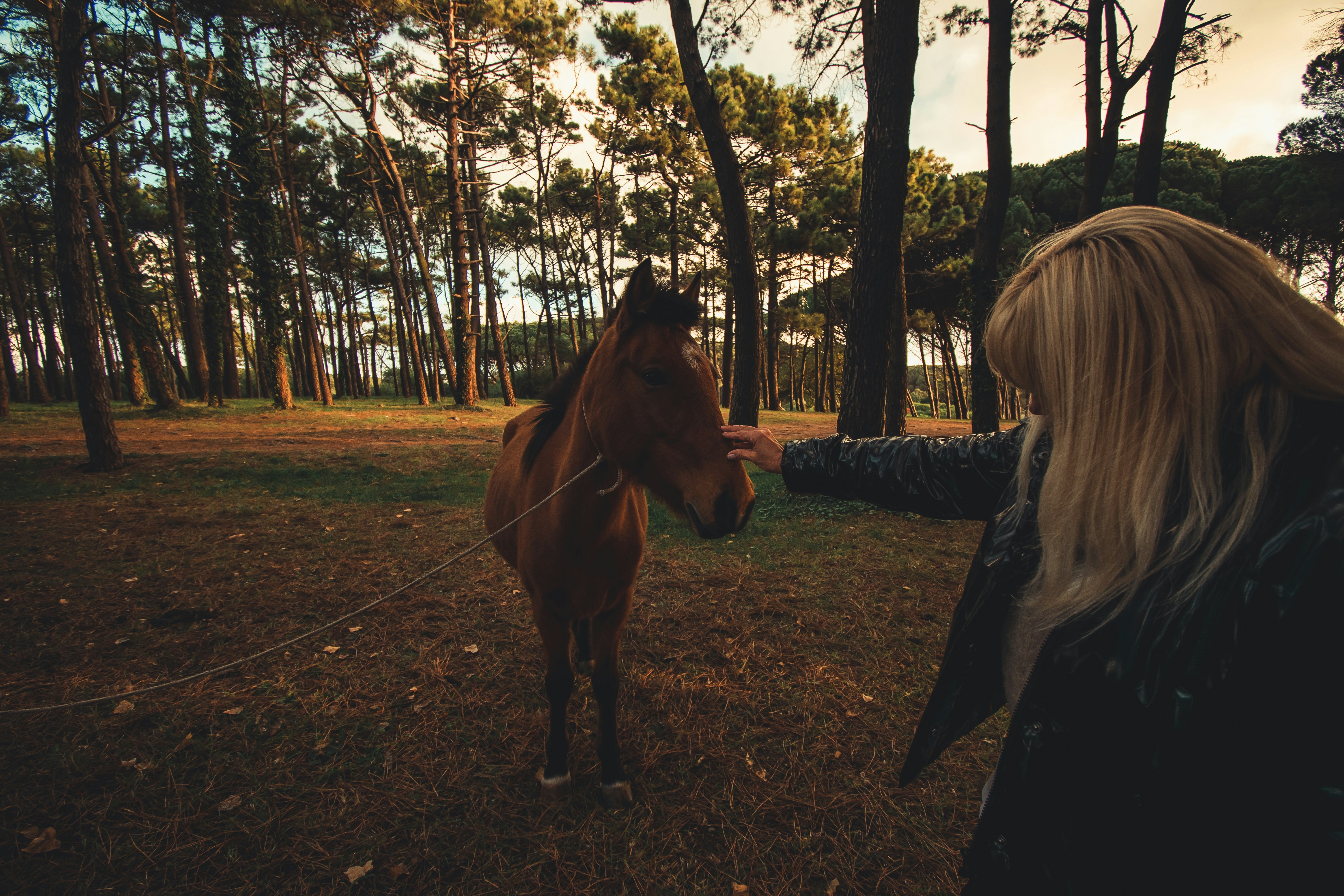 Person reaching out to a brown horse in a sunlit forest clearing.