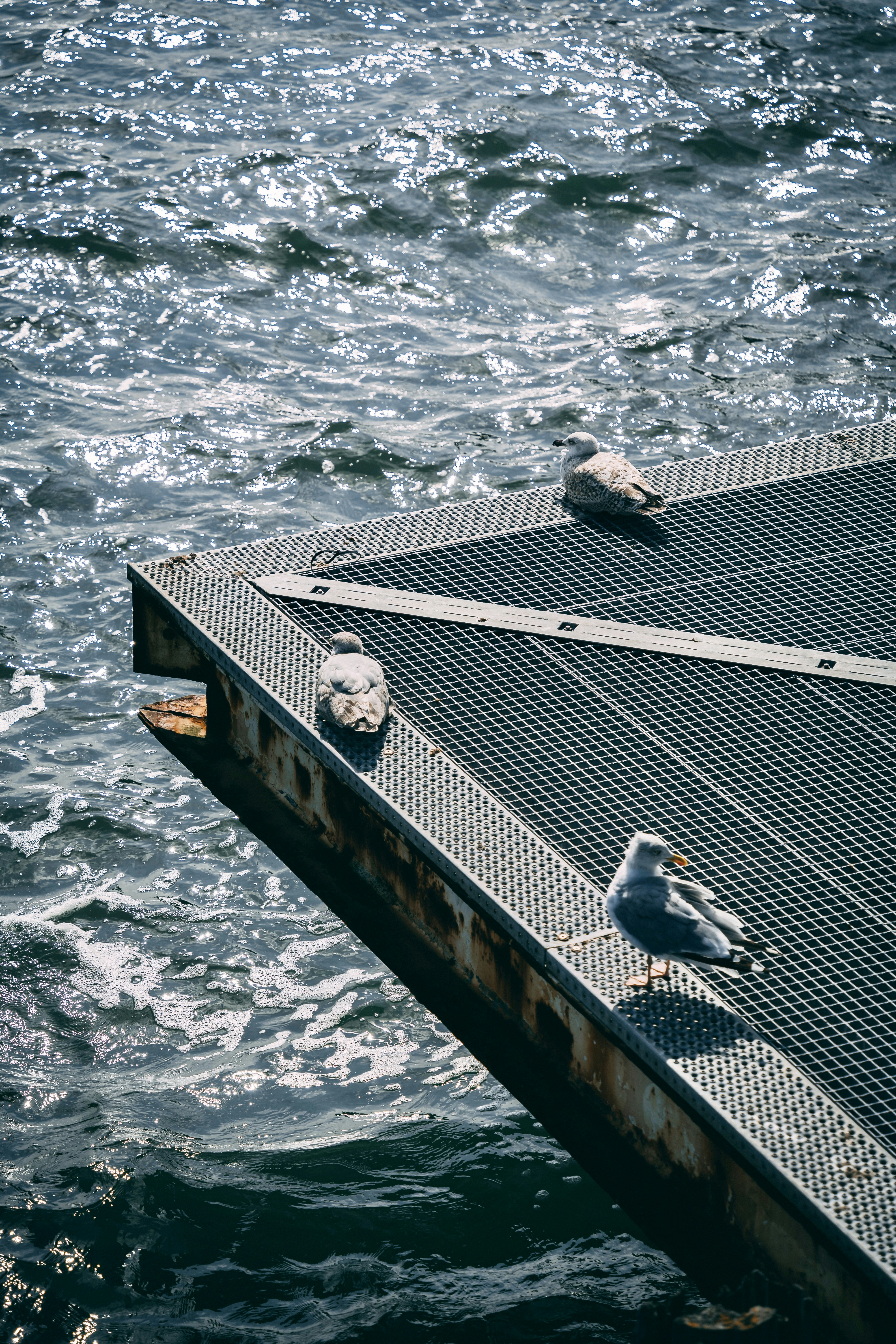 Seagull Watch: Three Perches on a Rusty Pier Over Glittering Sea