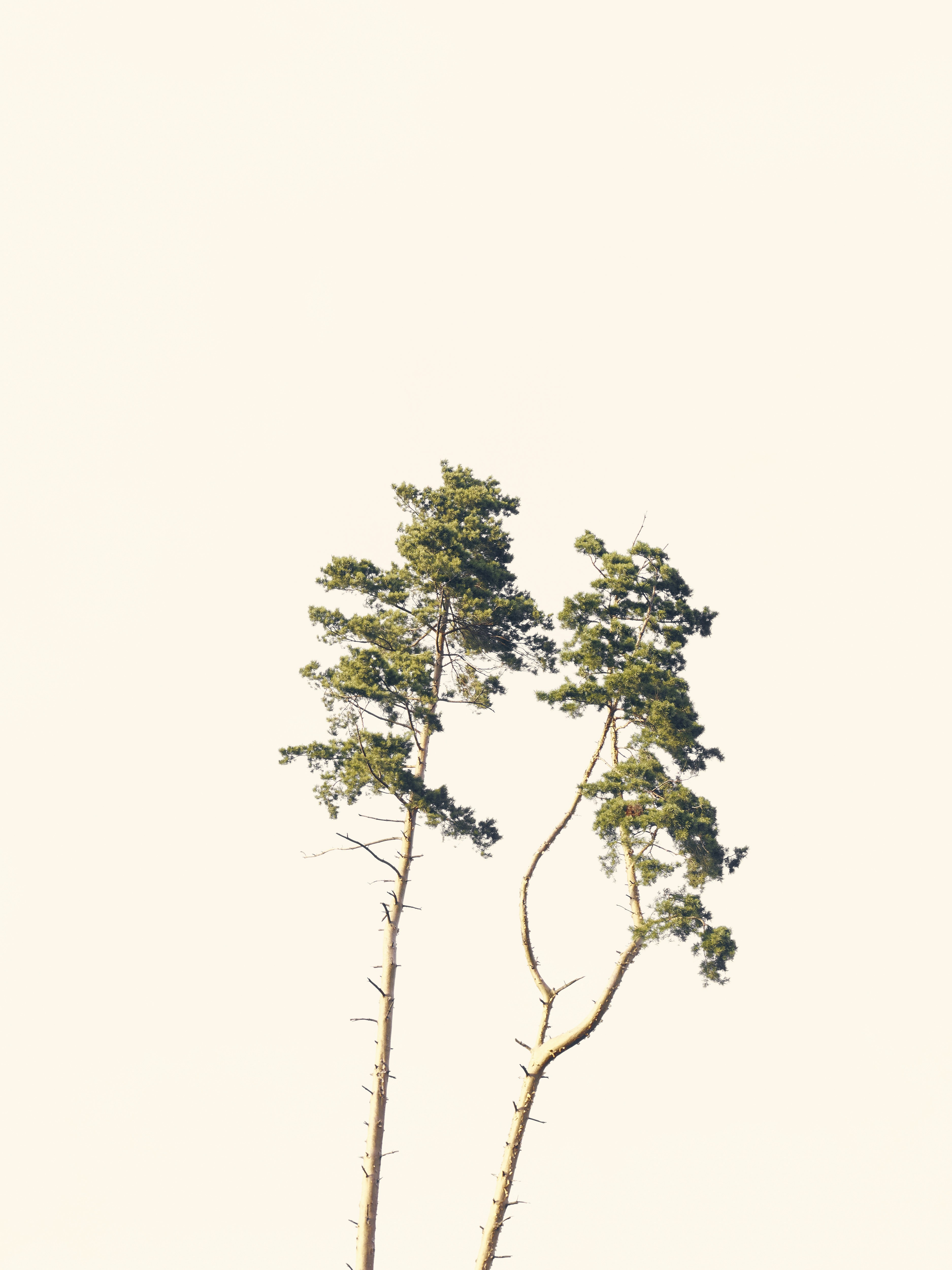Two slender pine trees stretch upward against a pale sky, embodying resilience and harmony in nature.