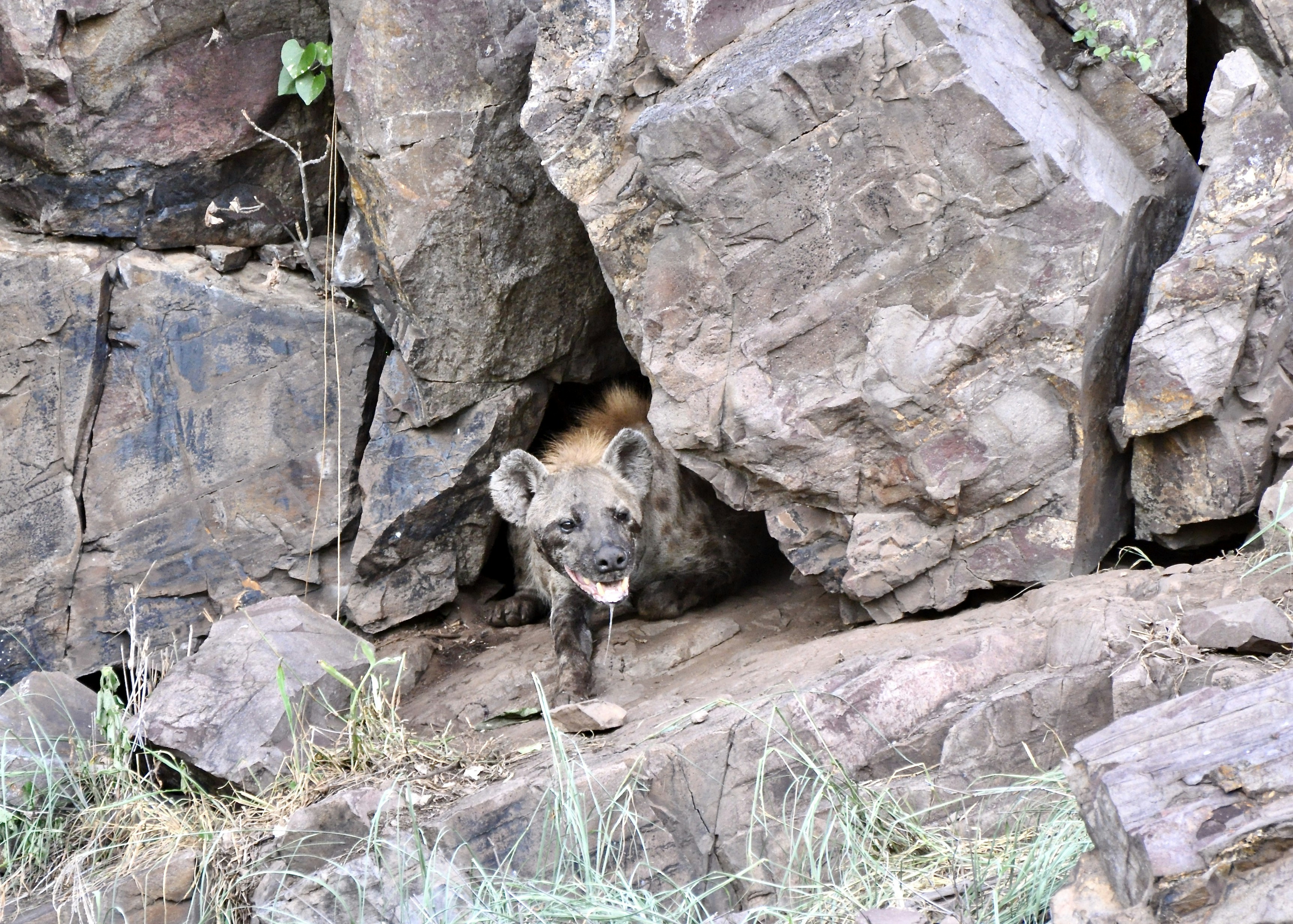 Crevice Scout: A tufted-eared wanderer emerges from a rocky shelter