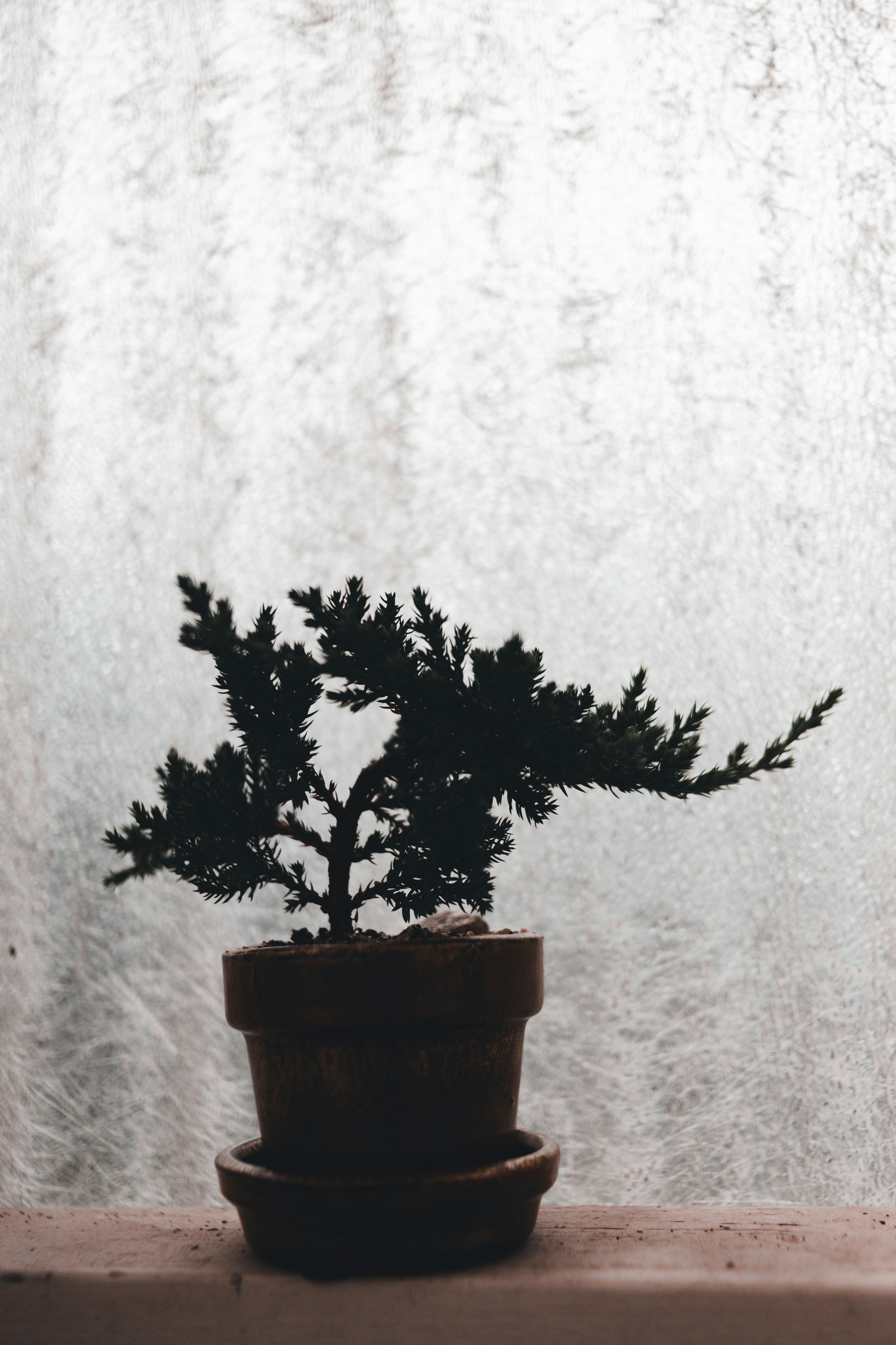 Windowsill Bonsai in Frosted Light: A Quiet Silhouette