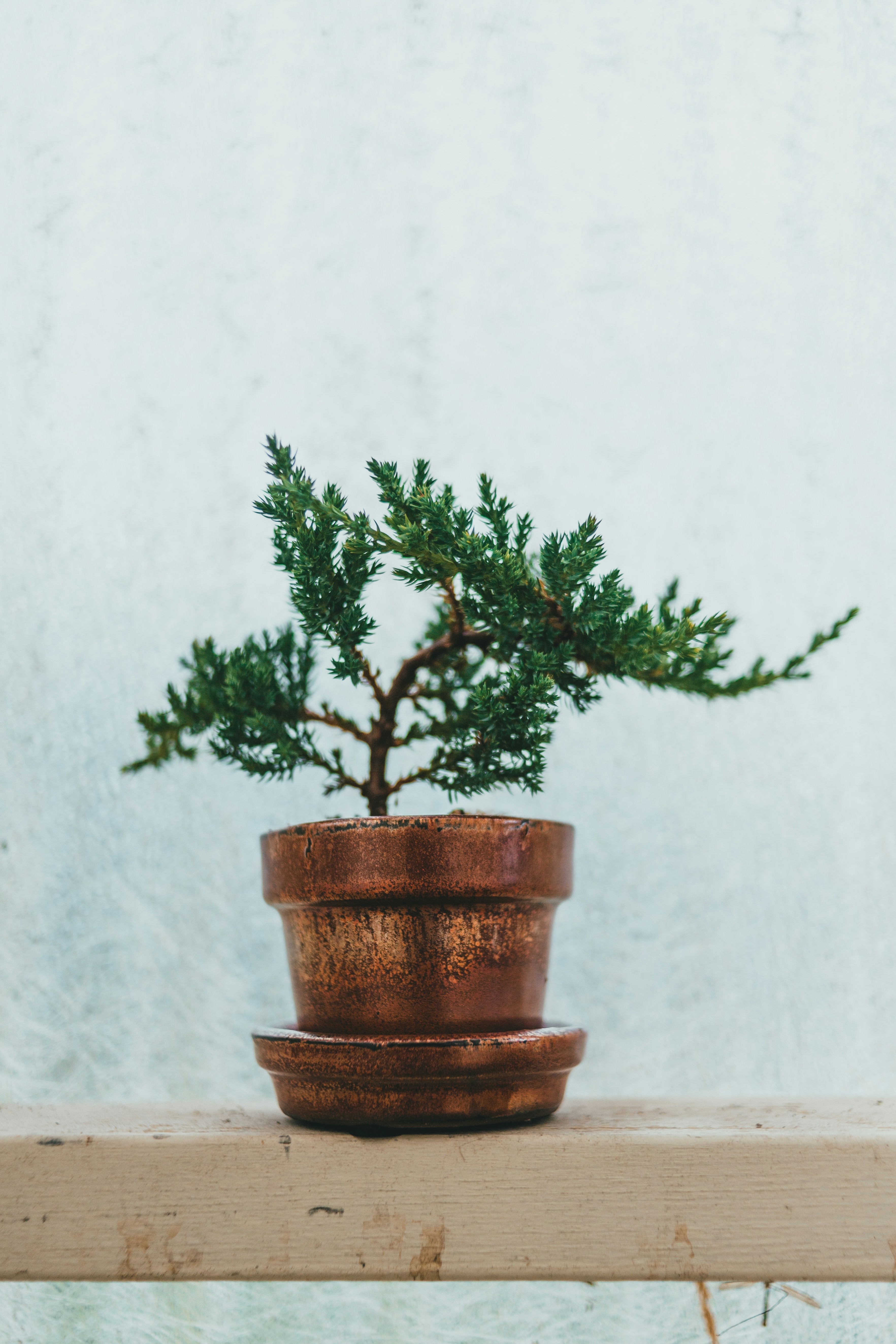 Tiny Juniper, Big Silence: A Potted Tree on a Weathered Shelf
