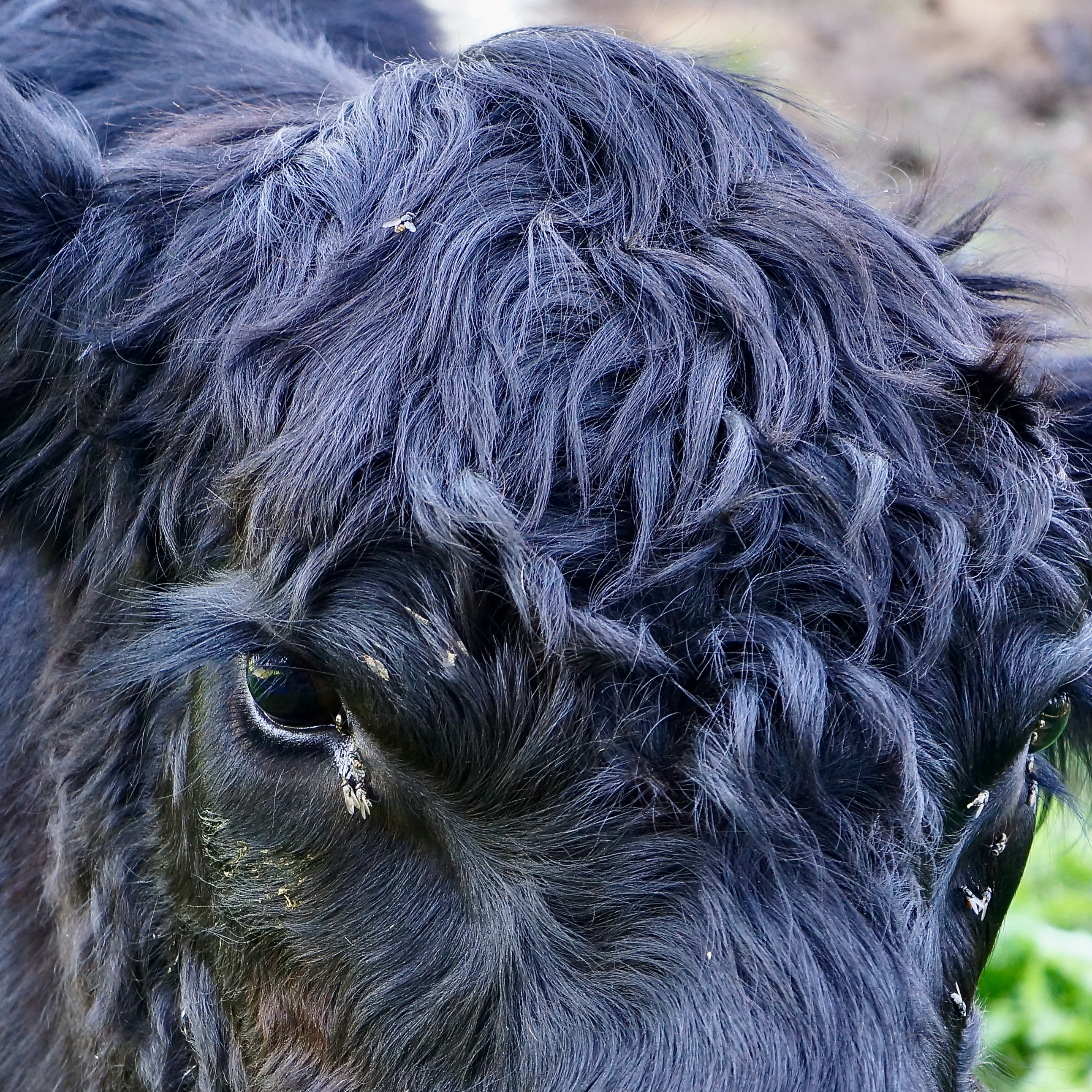 Midnight Curl: Close-Up of a Pony's Eye