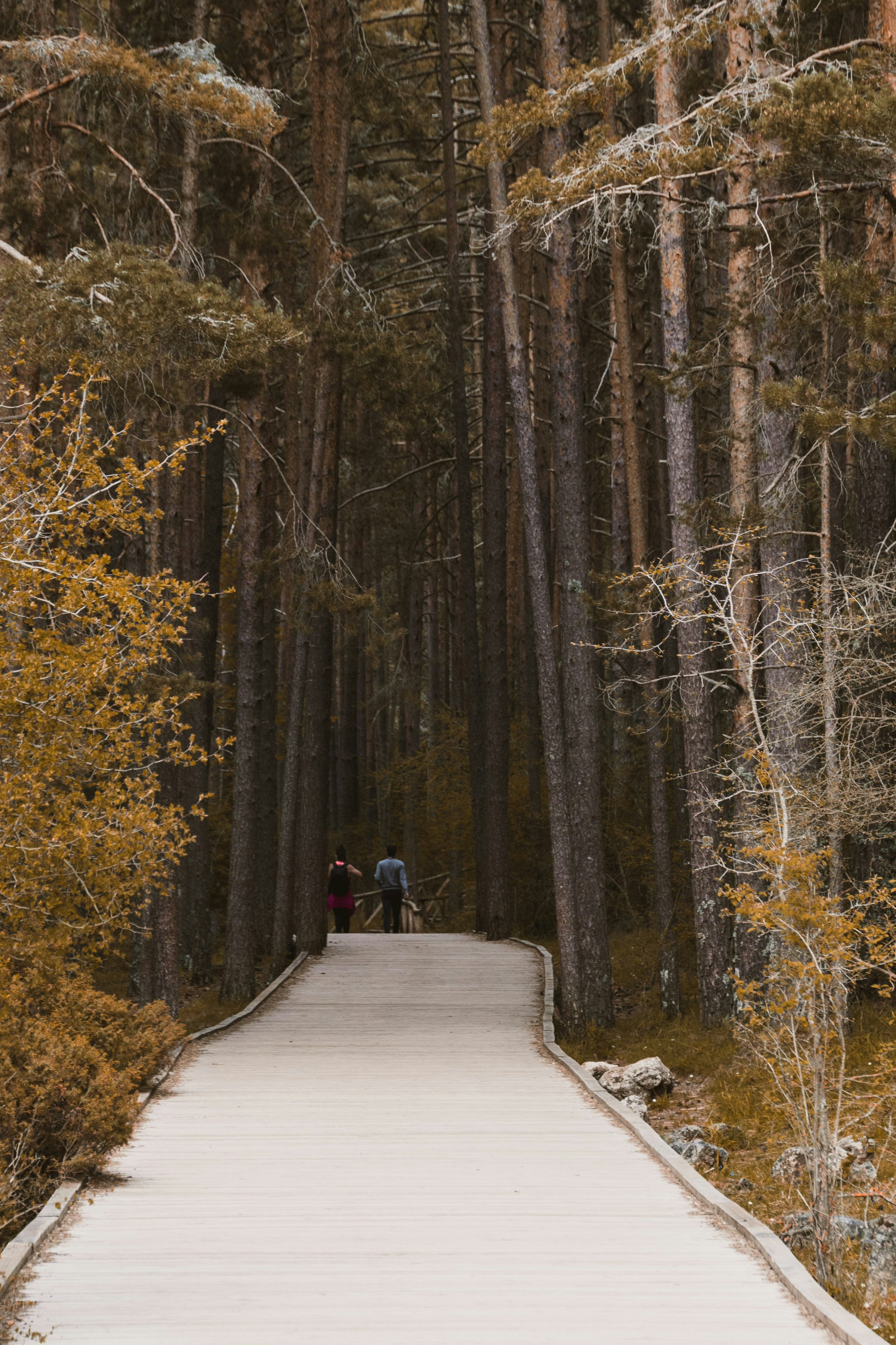 Trail Through the Pine Cathedral: Autumn Light on the Boardwalk