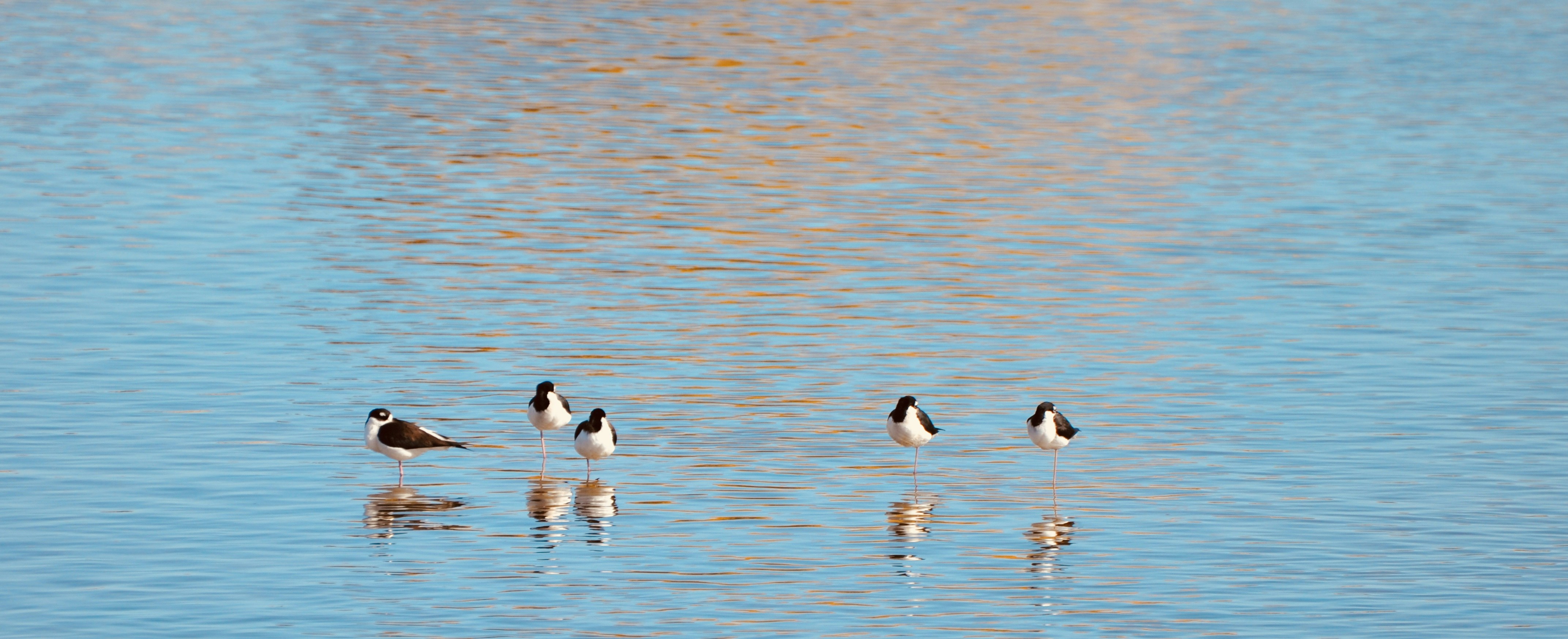 Five Shorebirds on a Glassy Cerulean Mirror