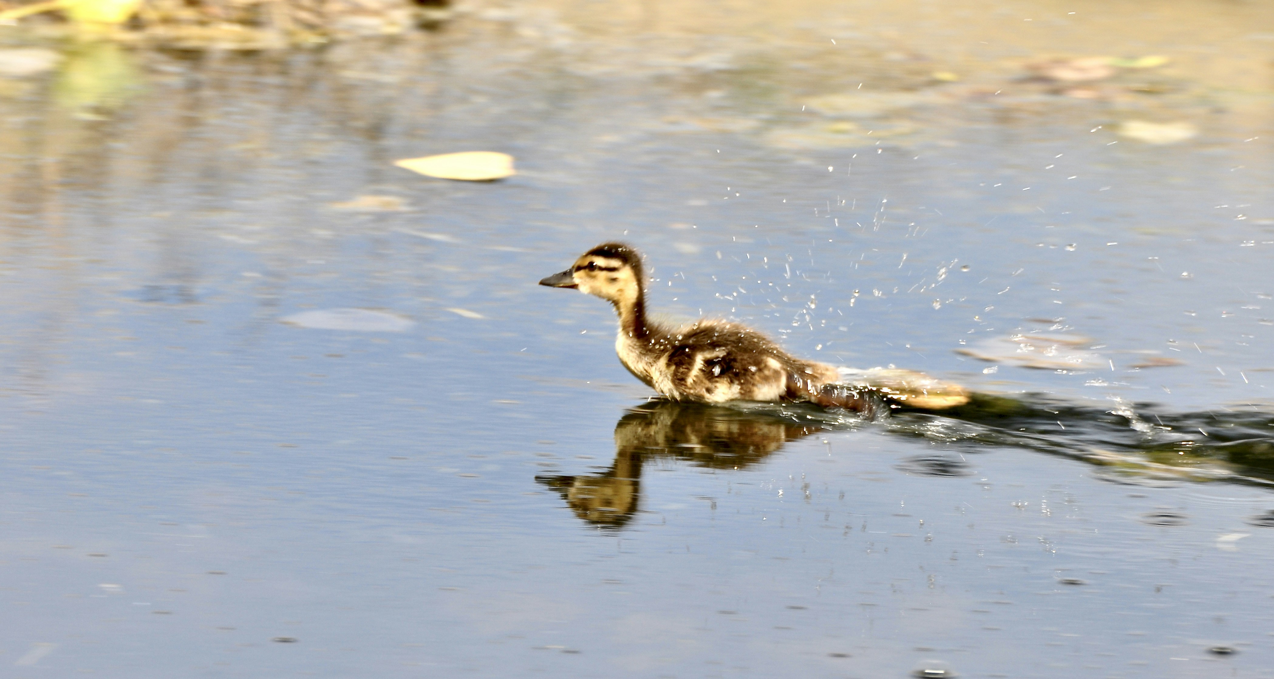 Glassy Pond Wake: A Duckling's Quiet Glide