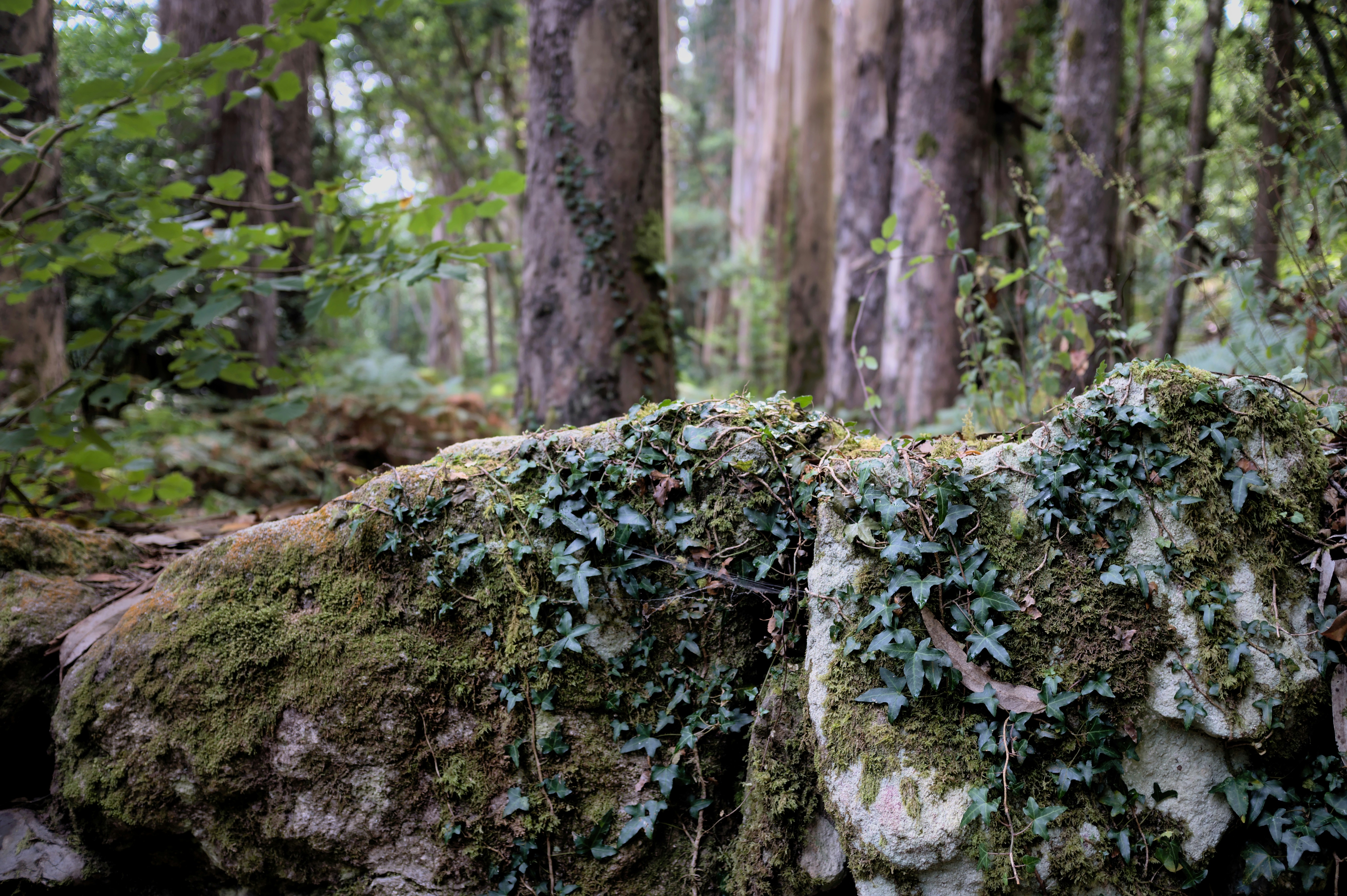 Ivy-Cloaked Moss Wall at the Edge of a Quiet Forest