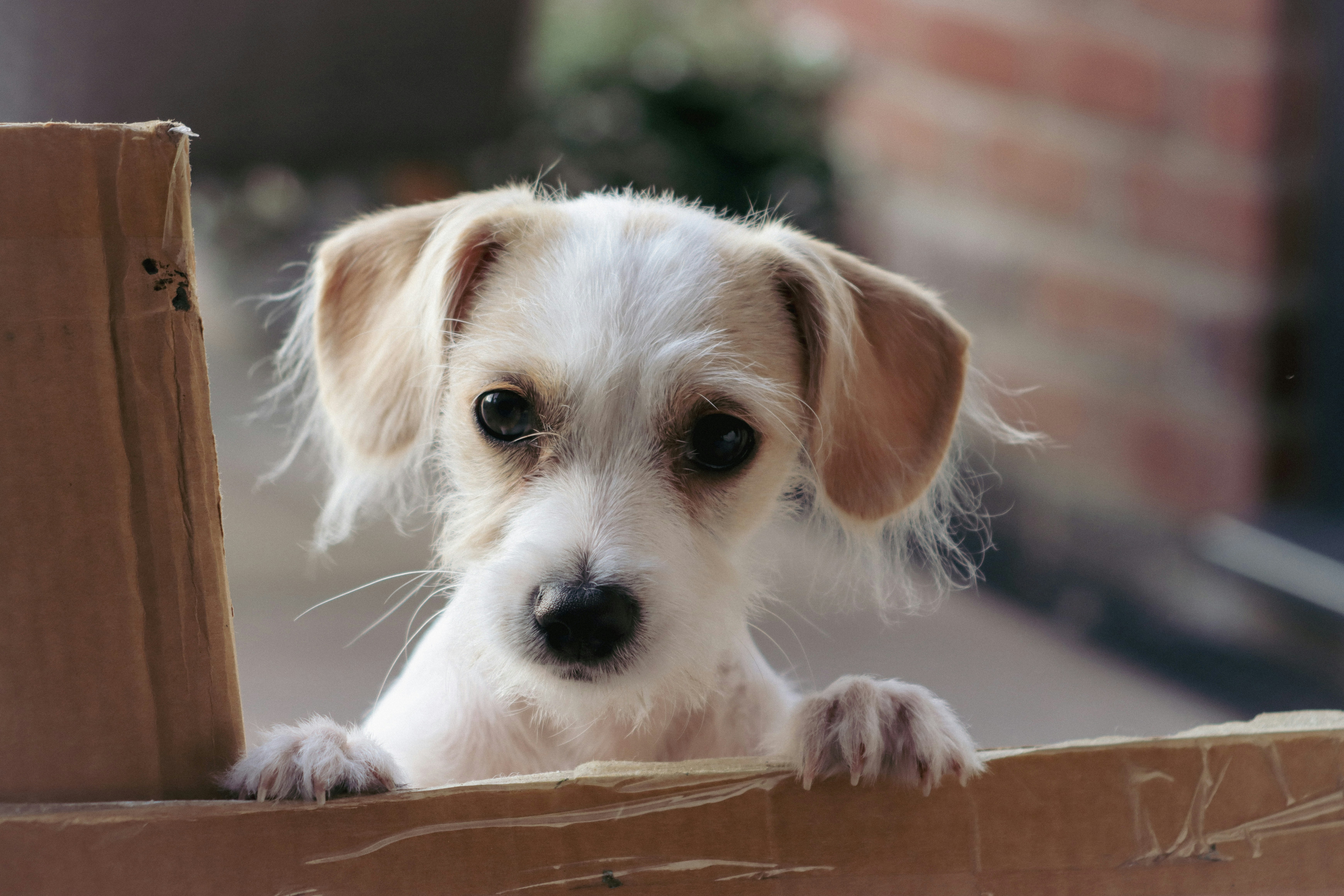 Curious Pup Peering Over Cardboard Fence