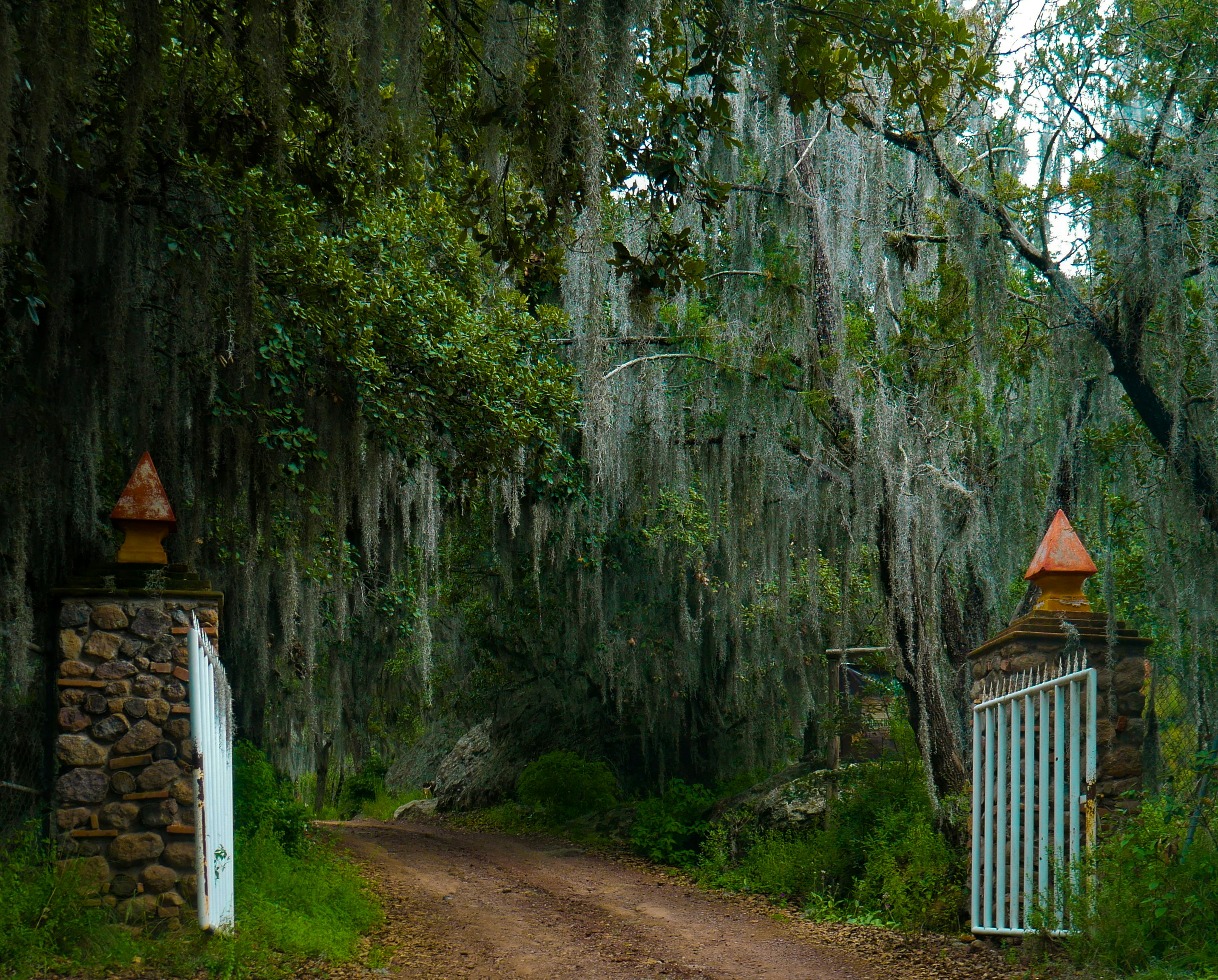 Whispering Canopy: Gate to the Enchanted Grove