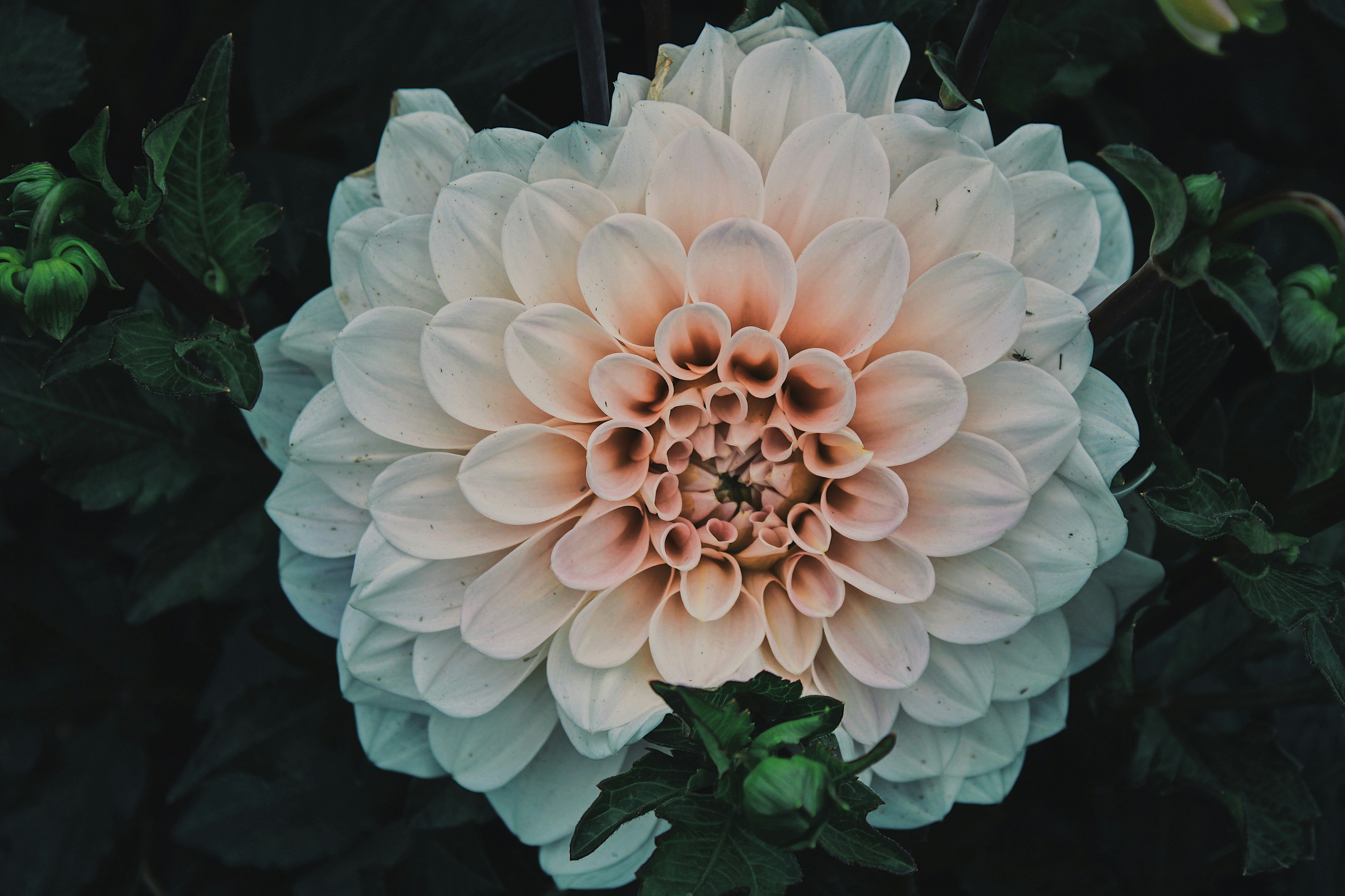 Moonlit Dahlia: a pale blossom unfurling in a shadowed garden