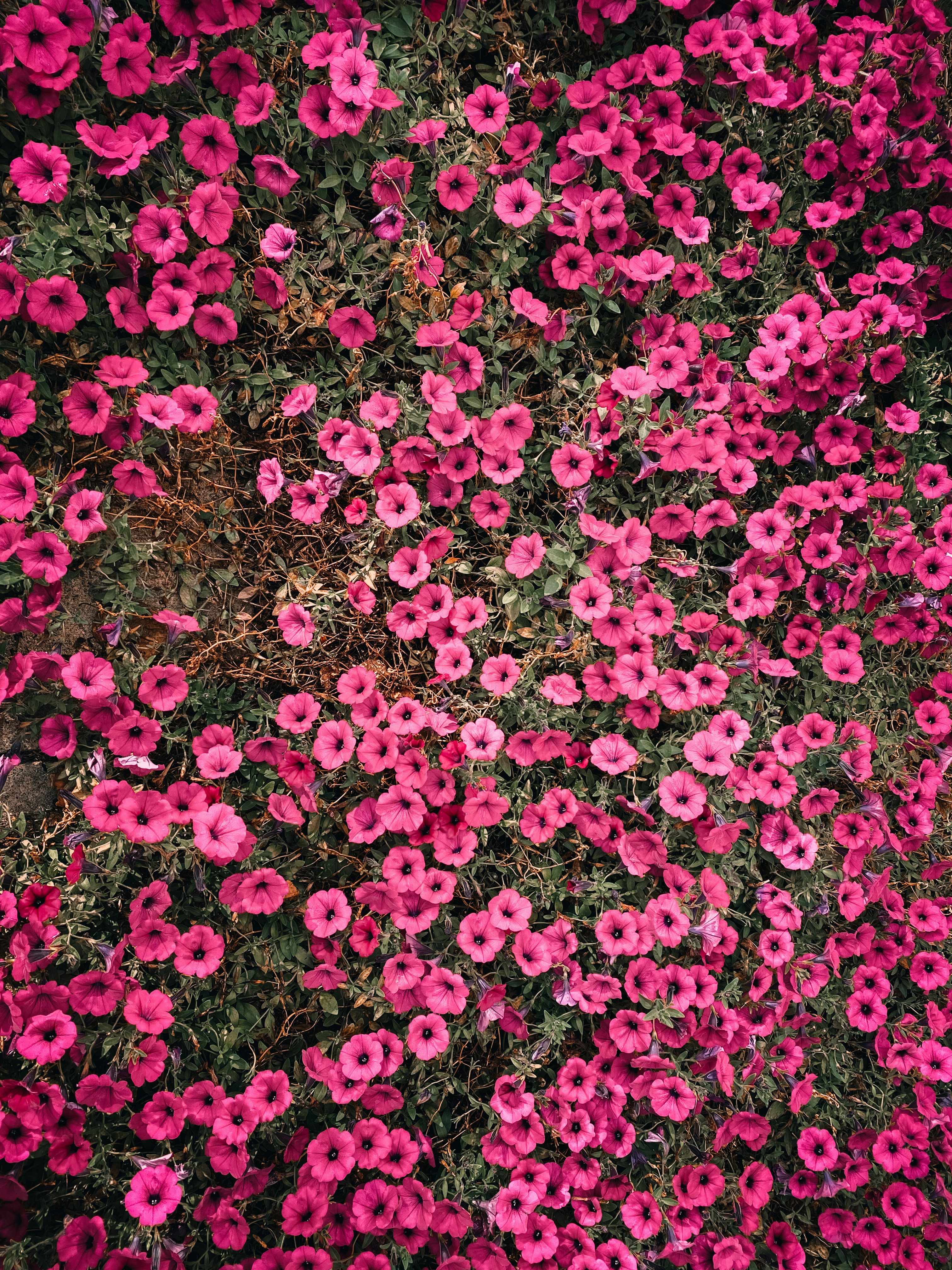Crimson Carpet: A Field of Petaled Pink